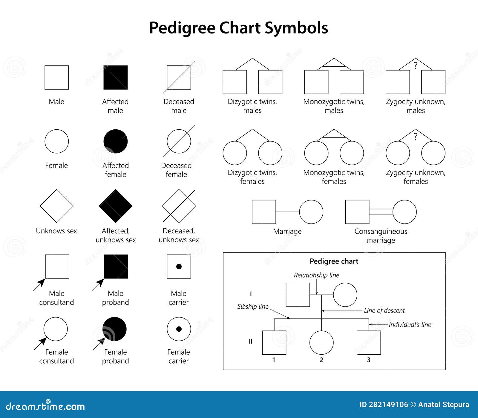 Genetic Genealogy. Pedigree Chart Symbols. Stock Vector - Illustration ...