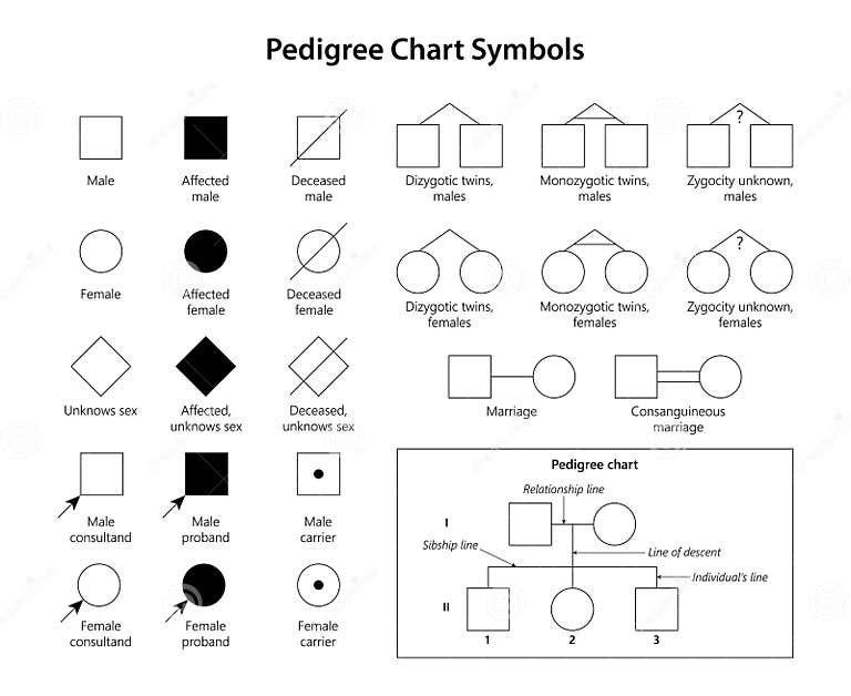 Genetic Genealogy. Pedigree Chart Symbols. Stock Vector - Illustration ...
