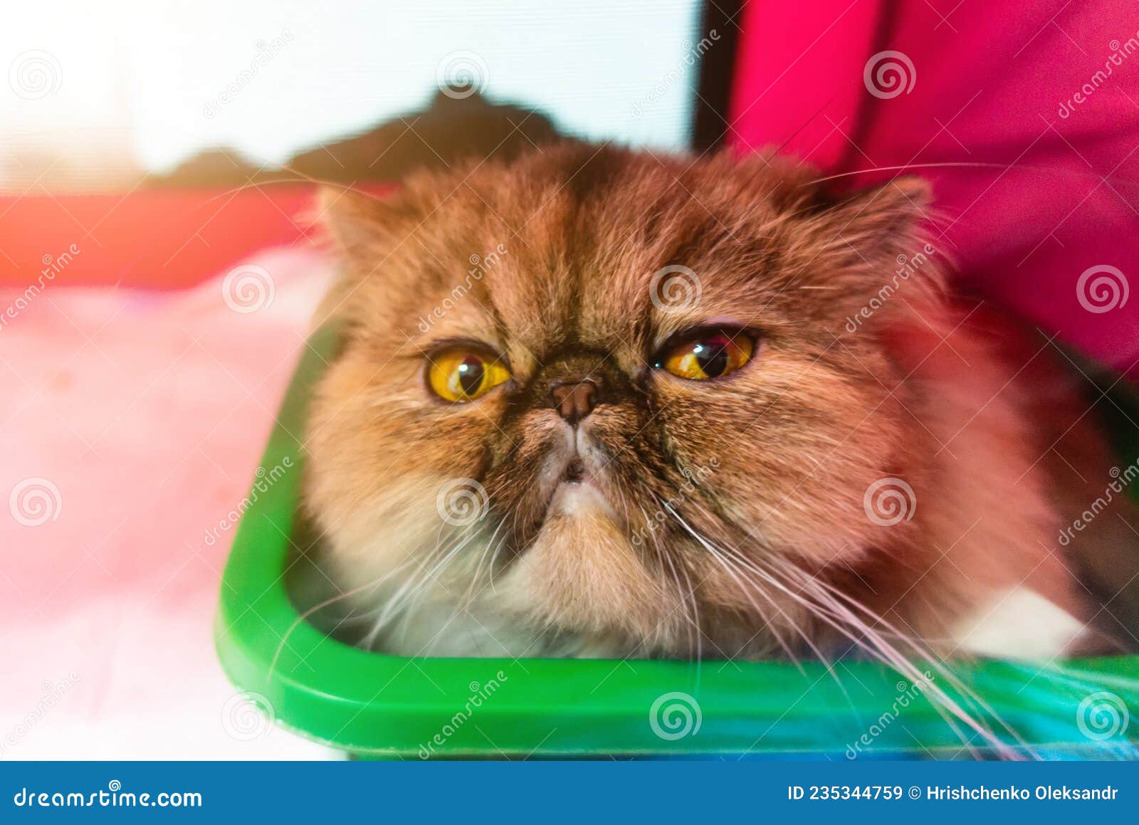 Pedigree Persian Cat Close-up. Moustached Muzzle Stock Image - Image of ...