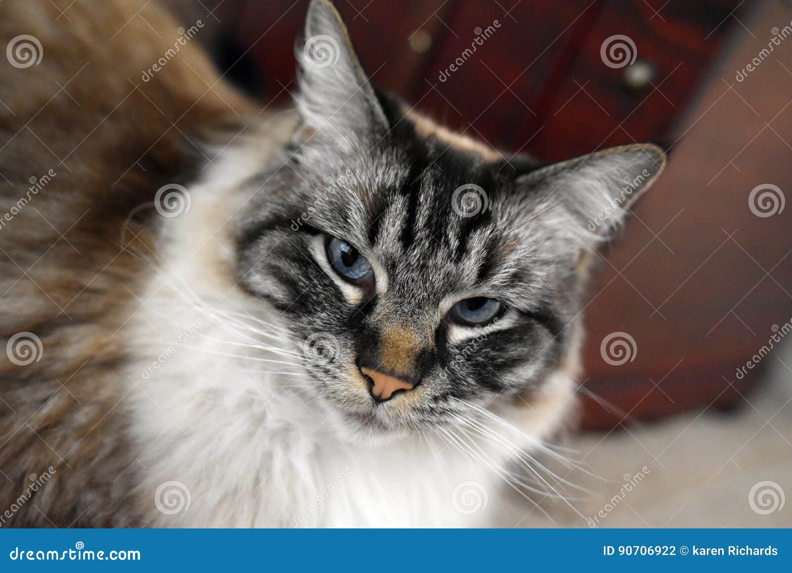 PEDIGREE RAGDOLL PORTRAIT stock photo. Image of lynx - 90706922