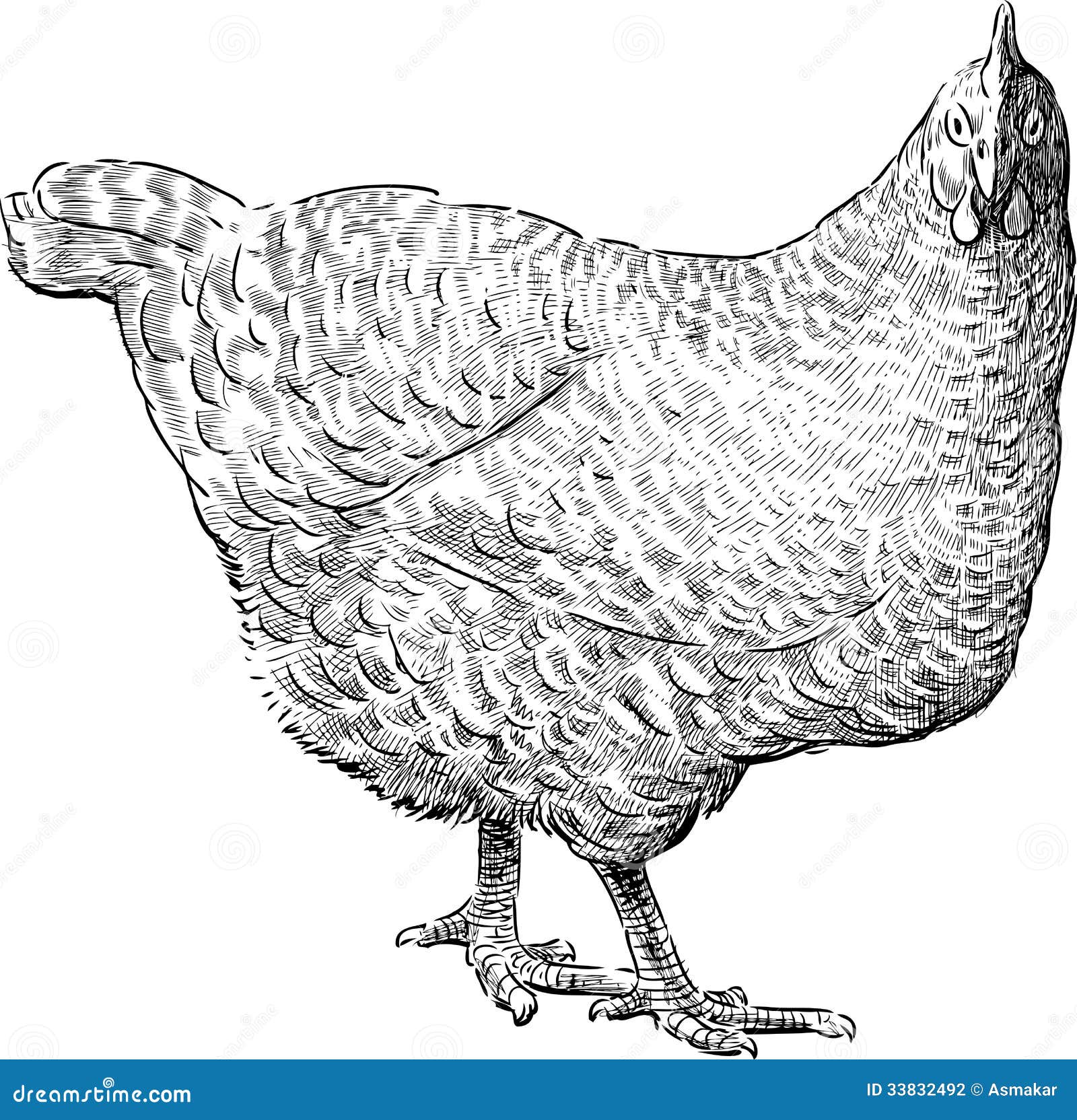 Pedigreed hen stock vector. Illustration of legs, sketch - 33832492