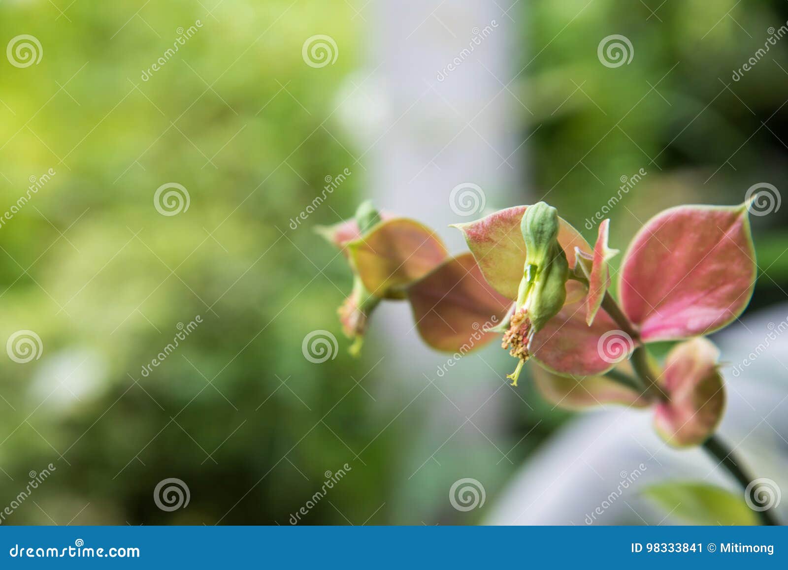 Pedilanthus bracteatus stock image. Image of green, flower - 98333841