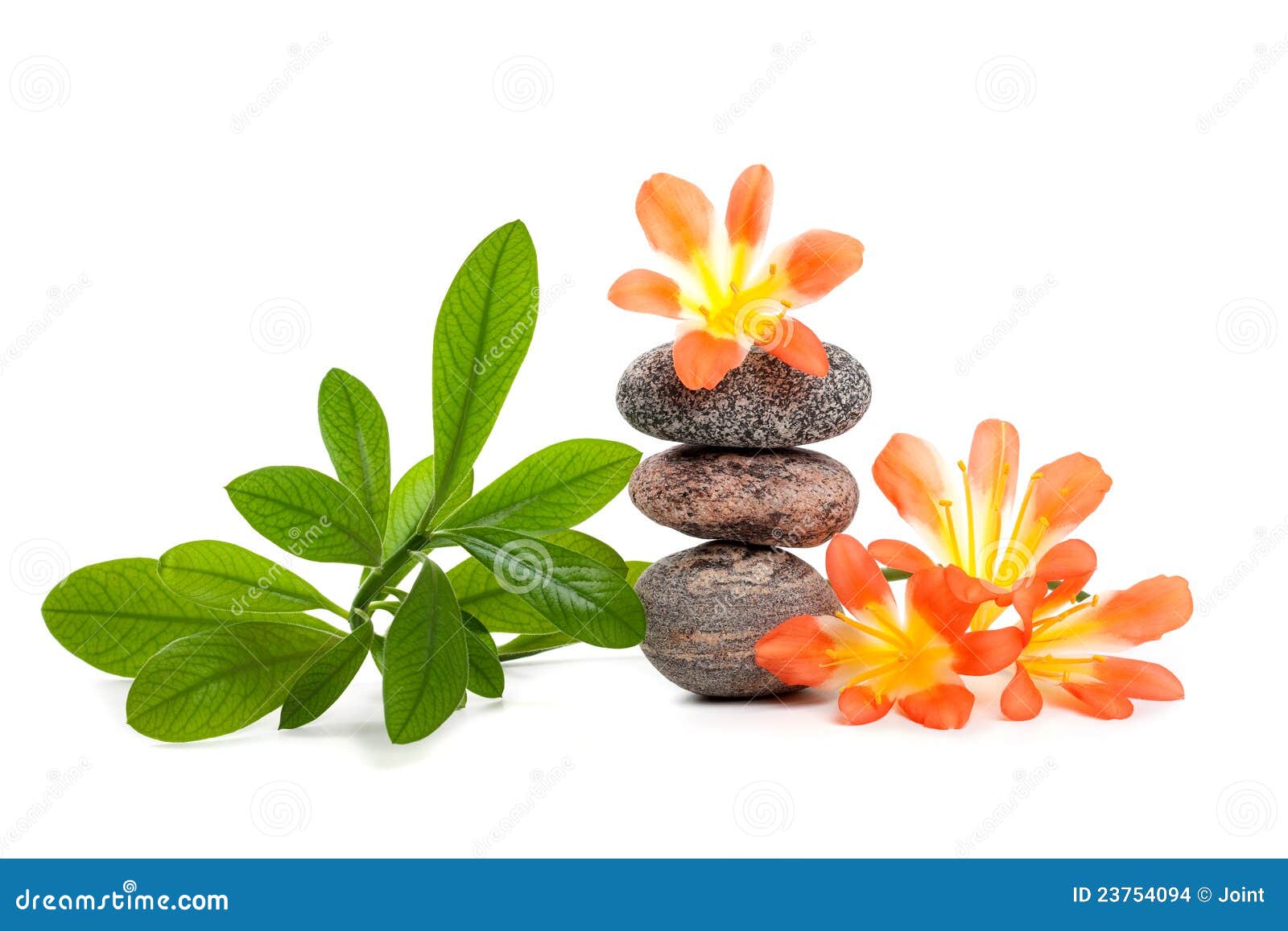 Pedras Do Zen Com Flores E a Planta Verde Foto de Stock - Imagem de ...