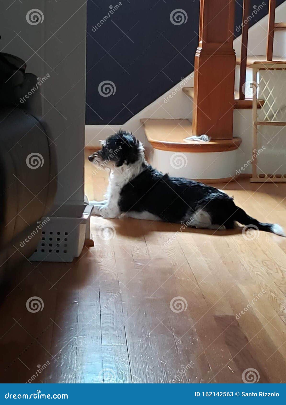 Pedro Dog Pensive Furry Handsome Stock Image - Image of pedro, handsome ...