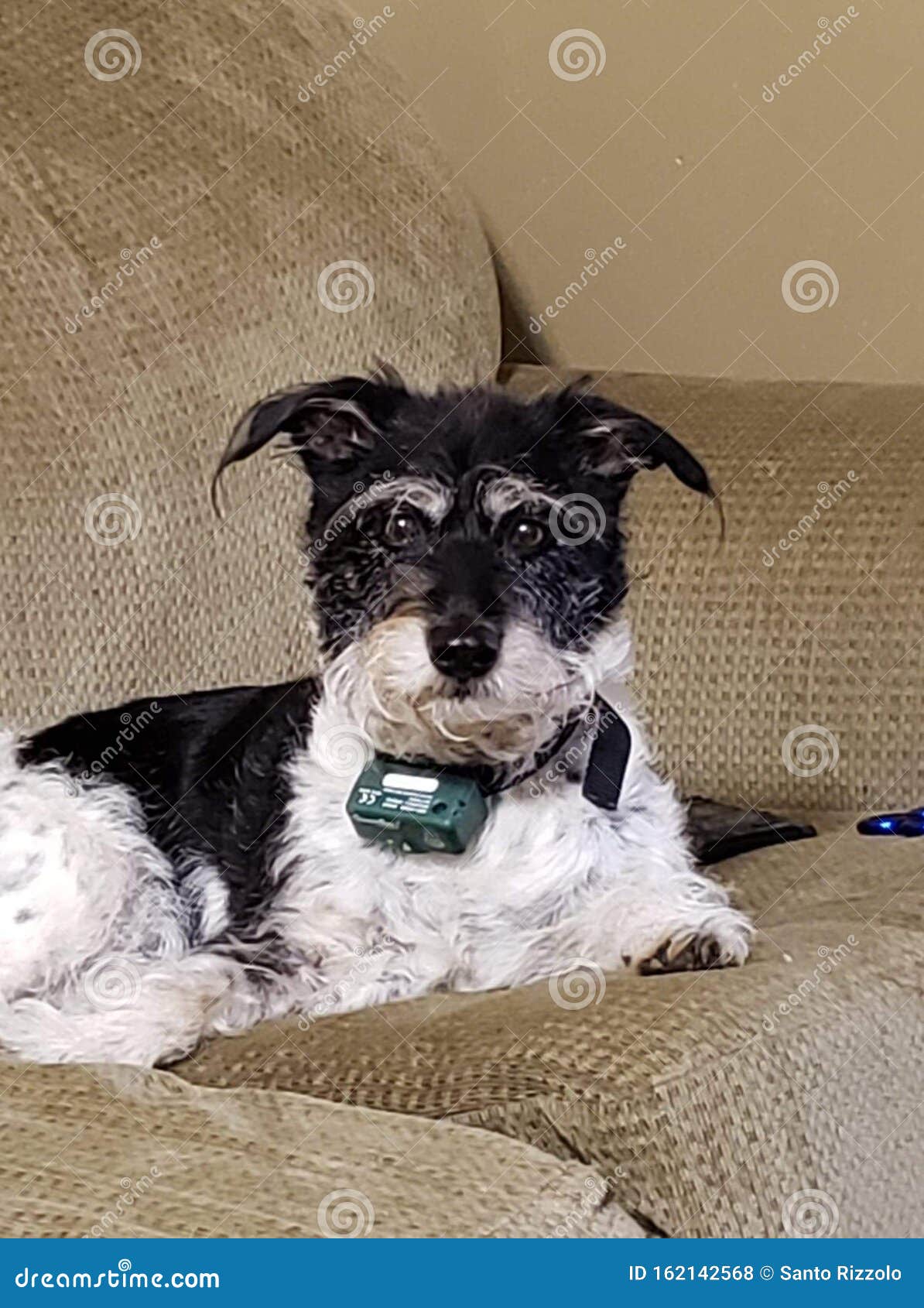 Pedro Dog Pensive Furry Handsome Stock Photo - Image of handsome, pedro ...