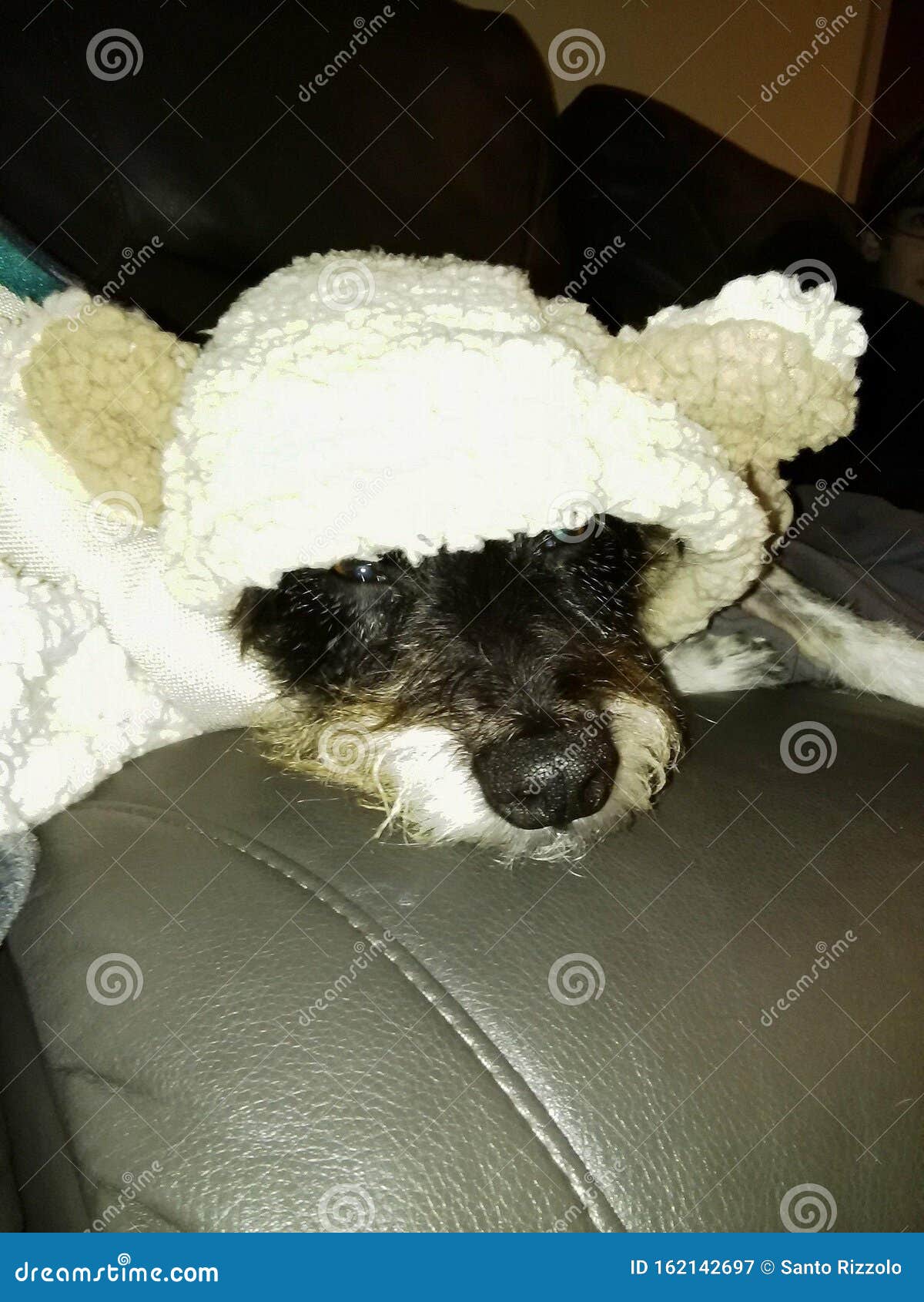 Pedro Dog Pensive Furry Handsome Stock Image - Image of furry, handsome ...