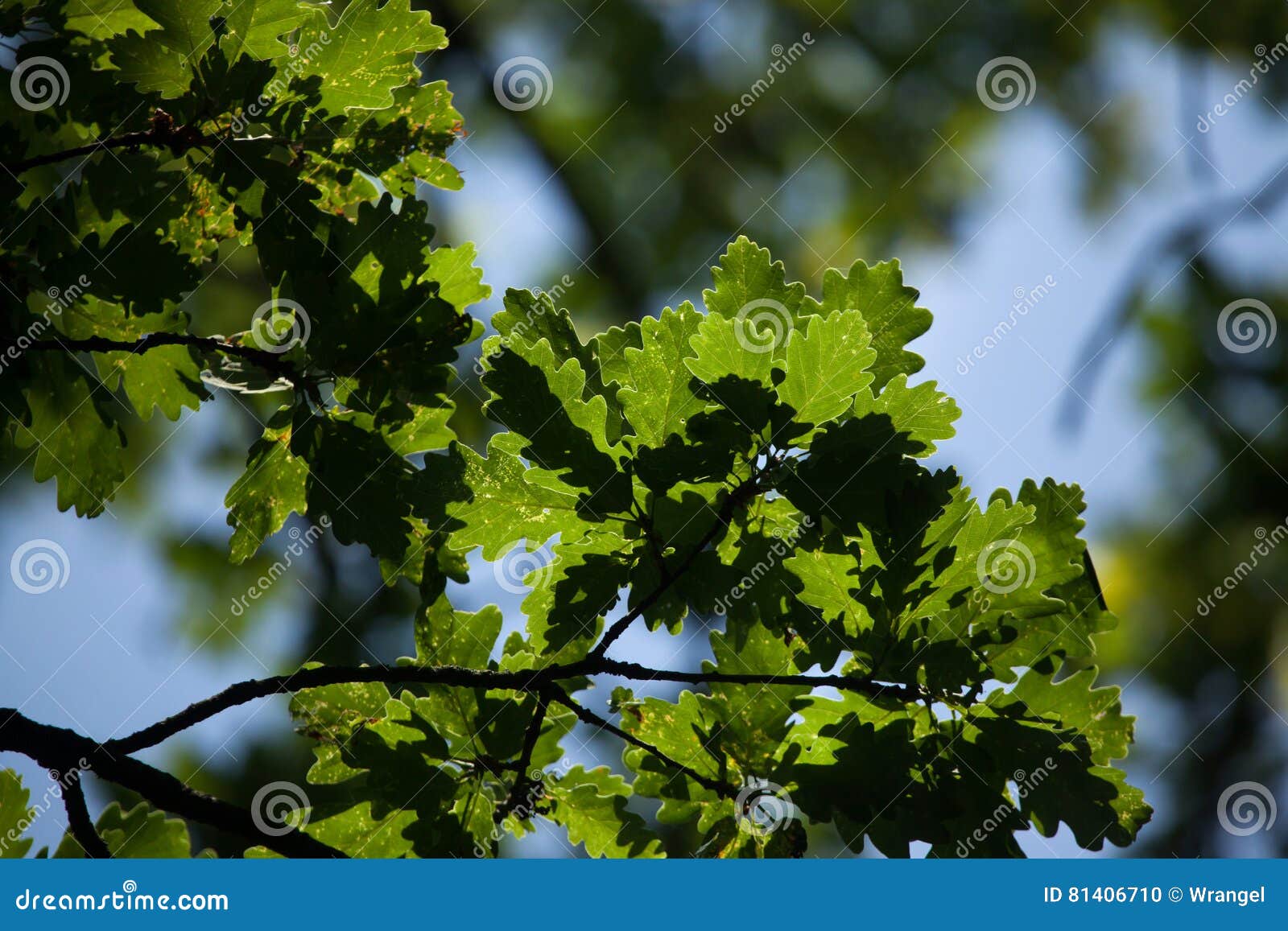 Pedunculate Oak Quercus Robus. Stock Photo - Image of flora, leaves ...
