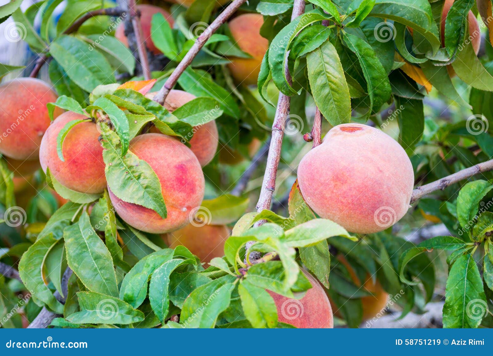 Peech fruits in the tree stock image. Image of agriculture - 58751219
