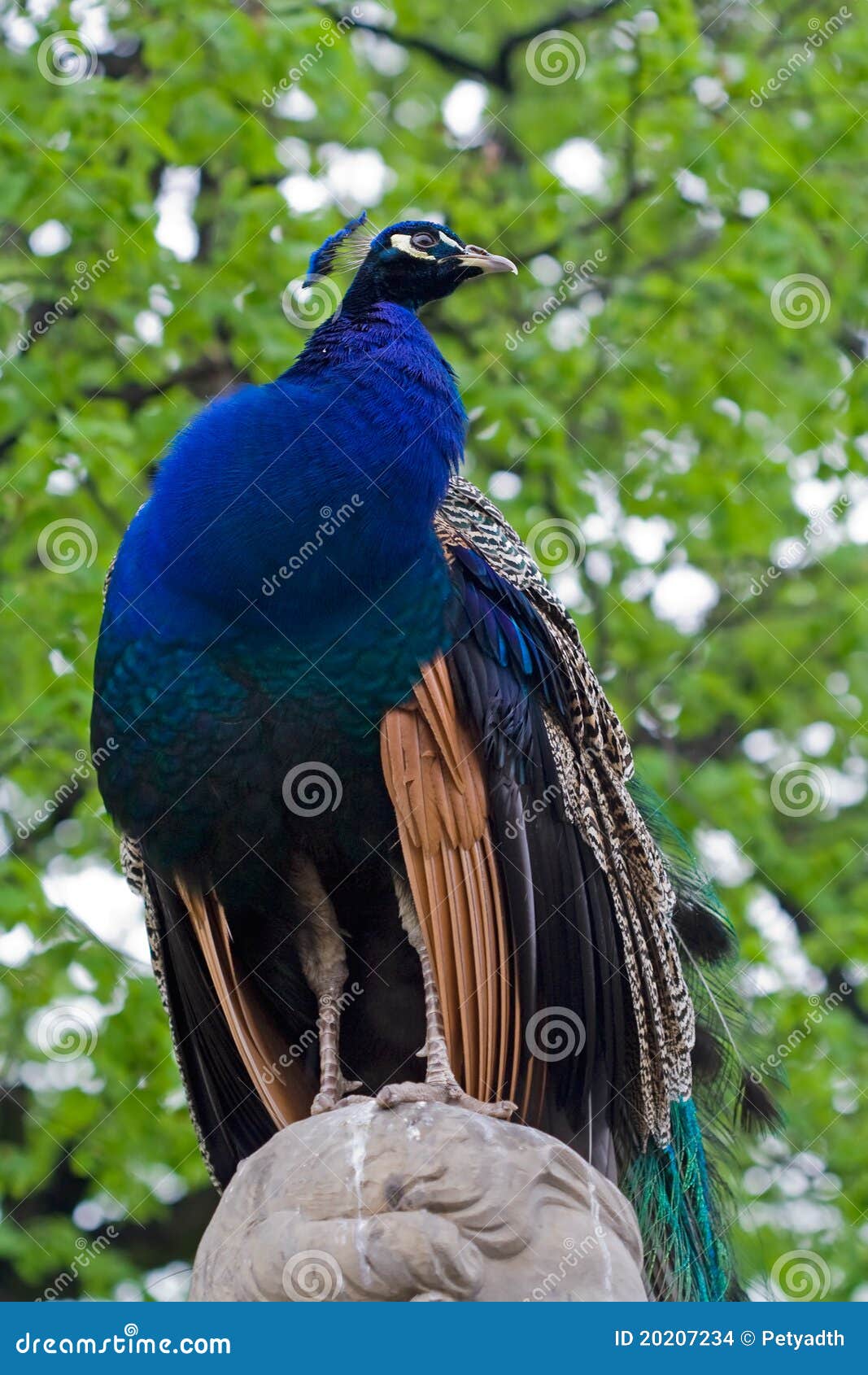 Peecock Sits on the Head of the Sculpture Stock Photo - Image of fowl ...