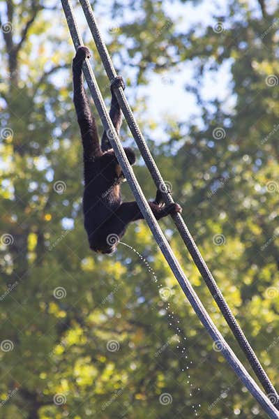 A Peeing Monkey in the Ropes Stock Photo - Image of brown, baby: 82166670