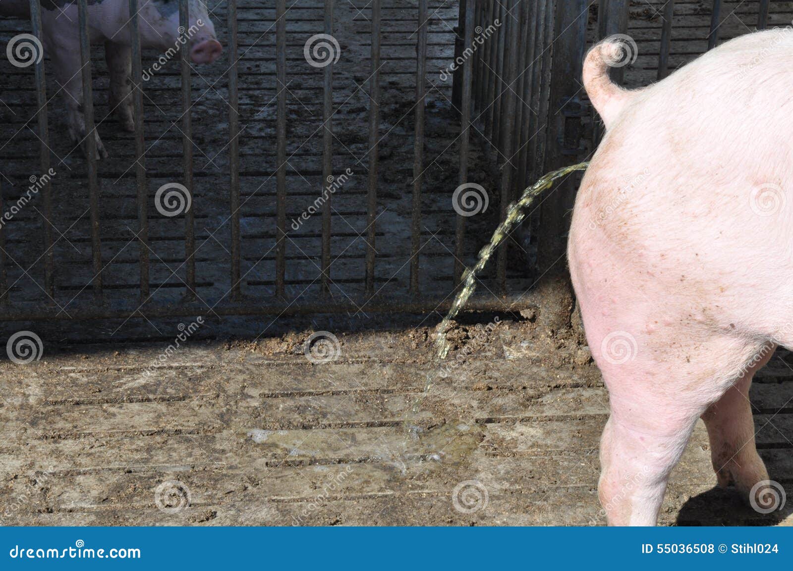 Peeing pig stock photo. Image of excrement, tinkle, fatten - 55036508