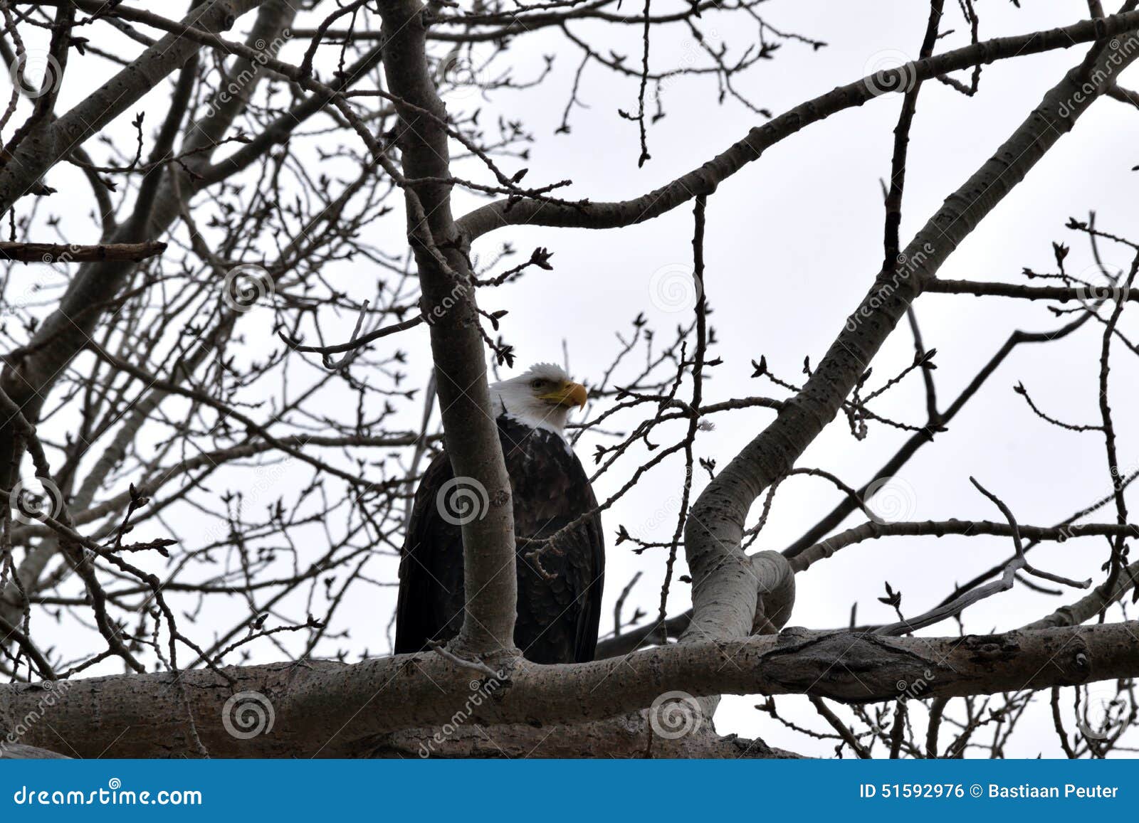 Bald Eagle watching stock photo. Image of feathers, stare - 51592976