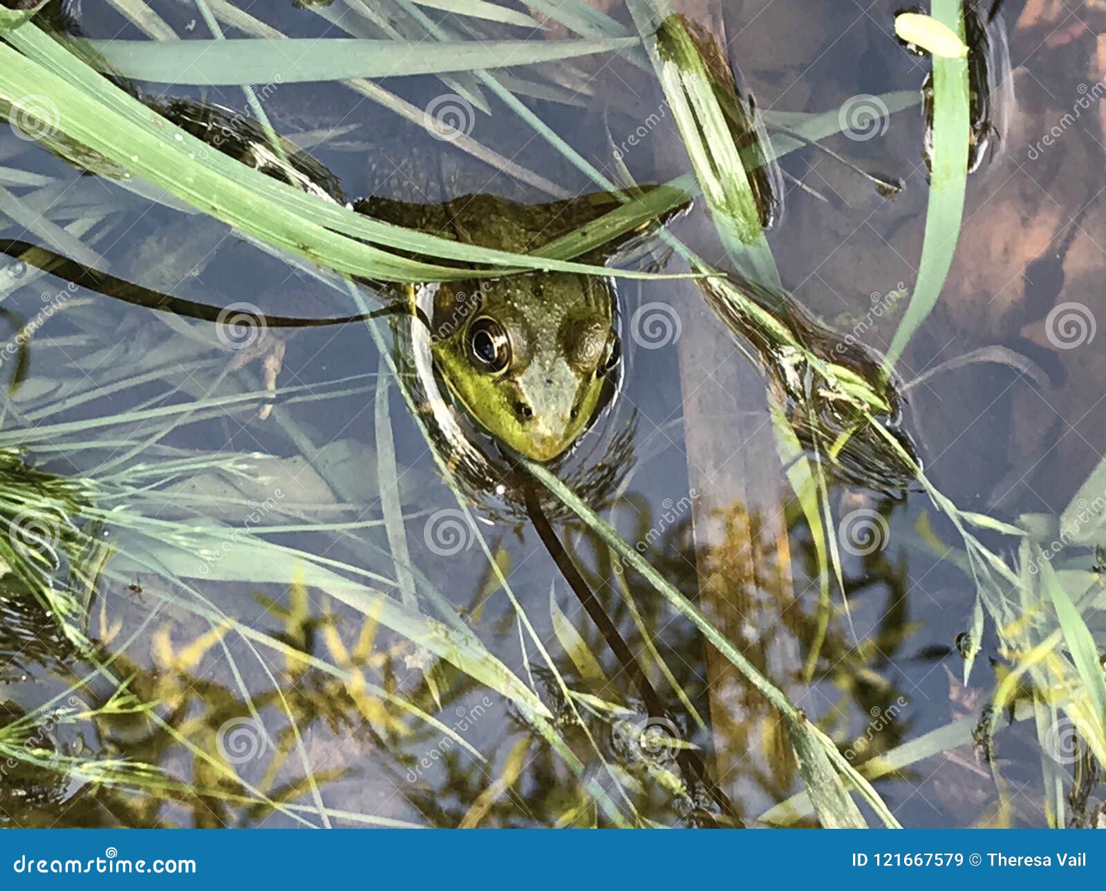 Peek-Boo Frog stock image. Image of green, frog, peek - 121667579