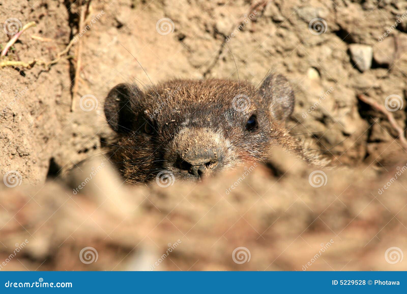 Peek-a-Boo Groundhog stock photo. Image of andrew, woodchuck - 5229528