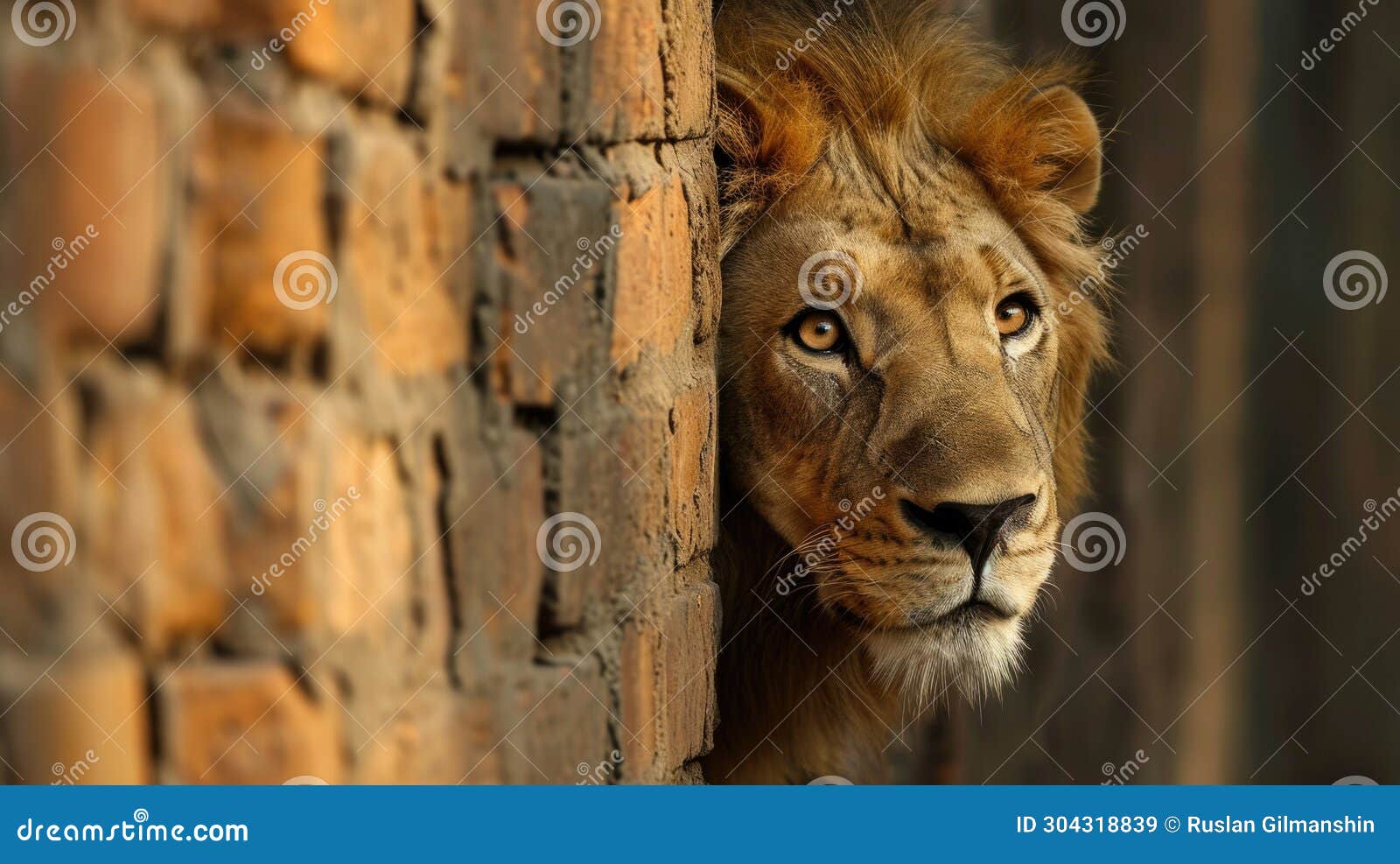 Peek a Boo Lions Hiding Behind a Wall Stock Image - Image of carnivore ...