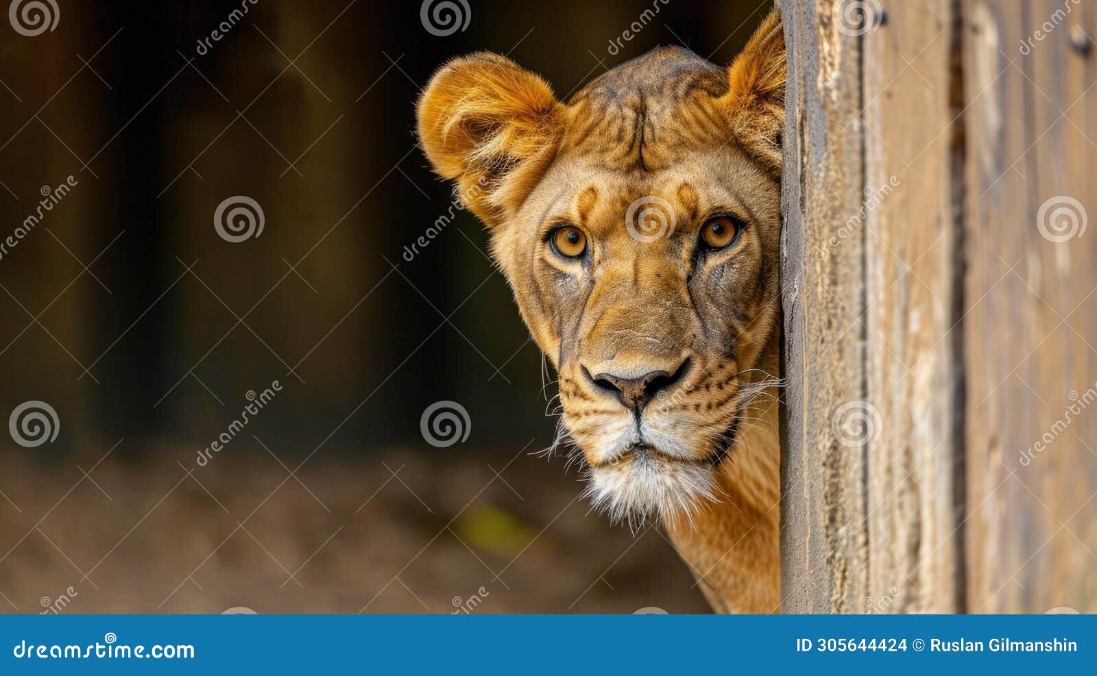 Peek a Boo Lions Hiding Behind a Wall Stock Photo - Image of animal ...