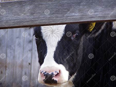 Peek a moo stock photo. Image of farmyard, beasts, beast - 45206