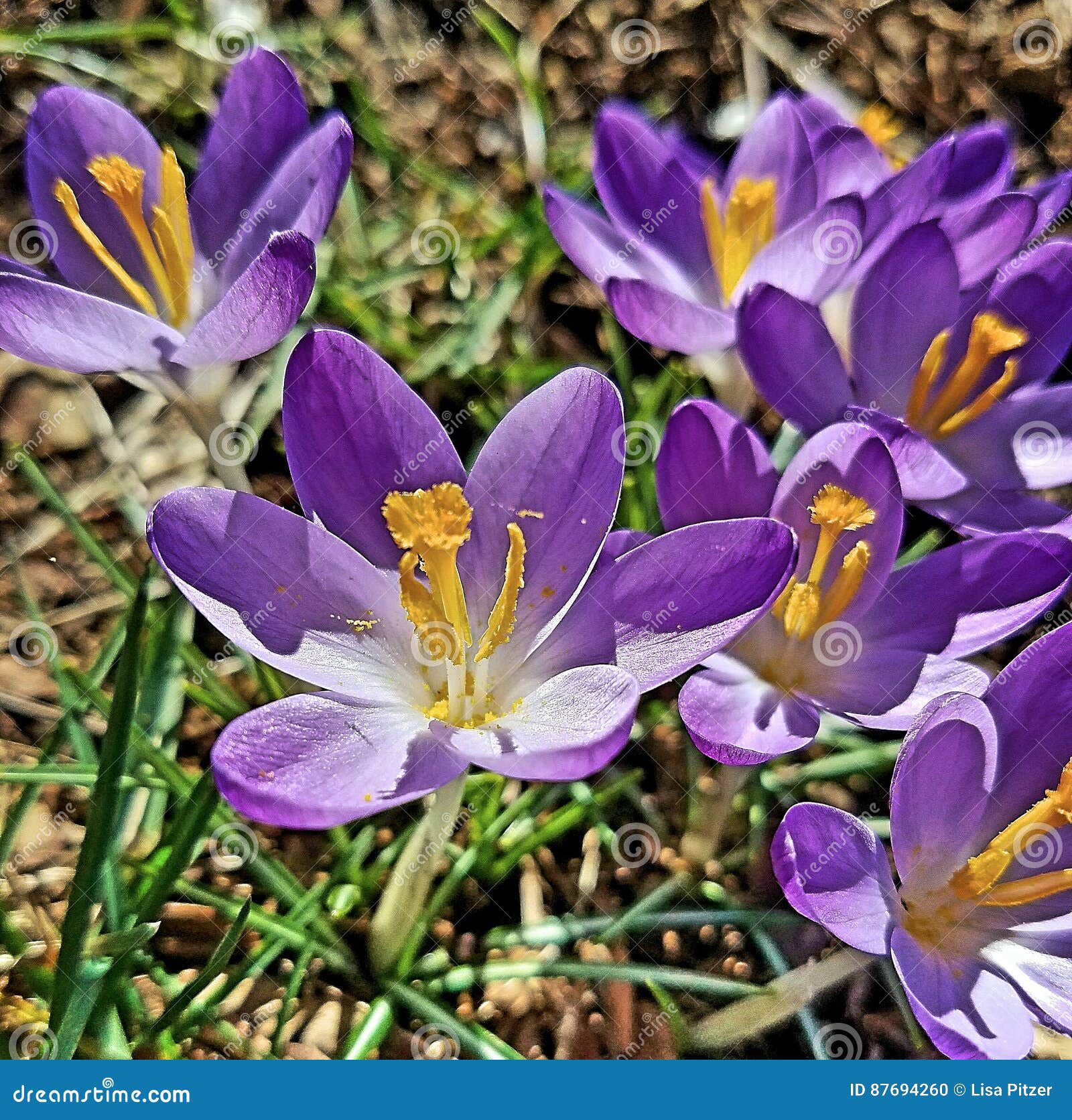 Peek of Spring stock photo. Image of bring, spring, peek - 87694260