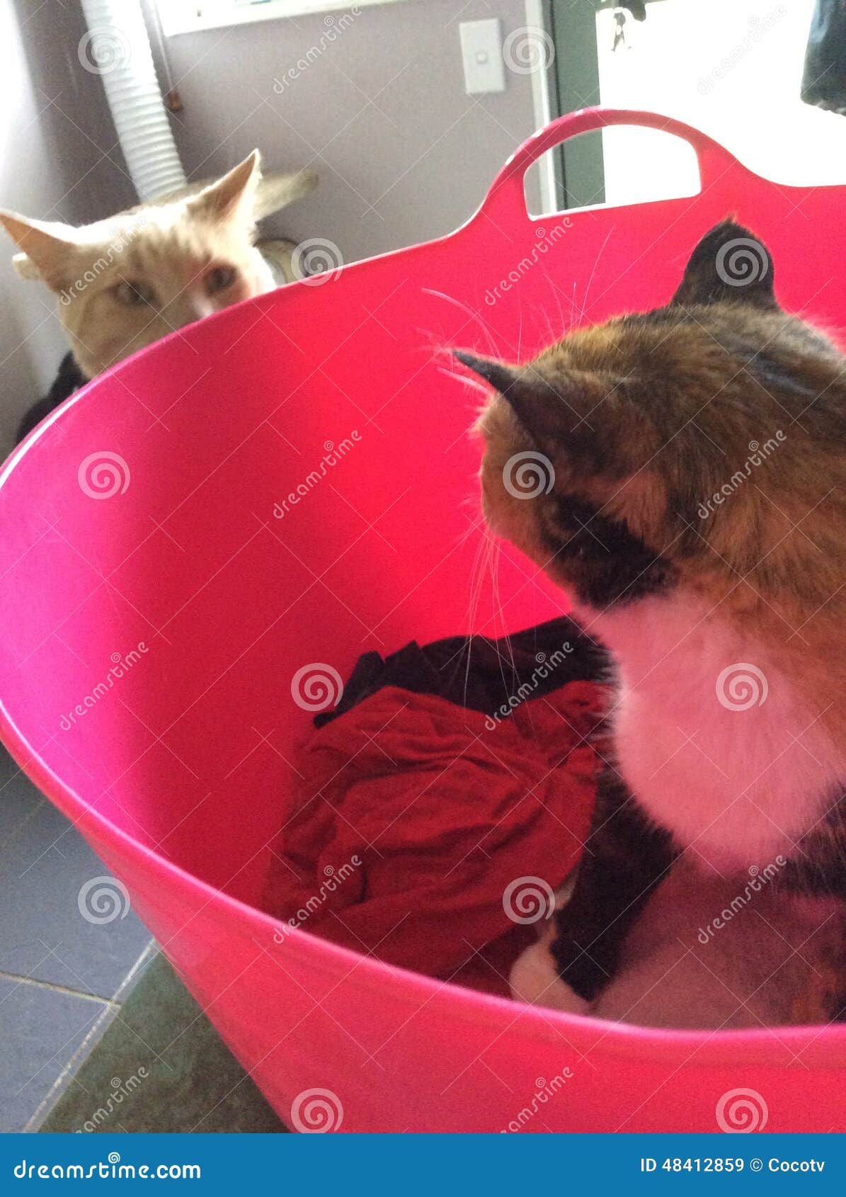 Peekaboo Cat stock image. Image of orange, playing, peekaboo - 48412859