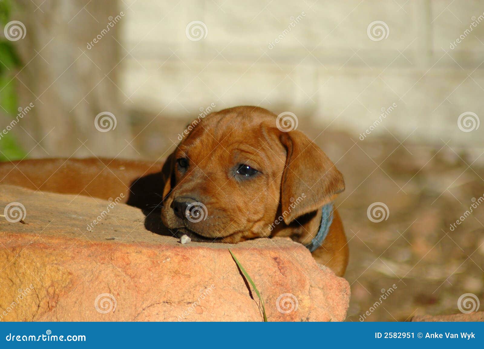 Peekaboo puppy stock image. Image of breeds, expressions - 2582951