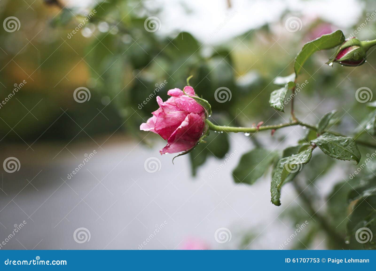 Peekaboo rose stock image. Image of close, lovely, love - 61707753