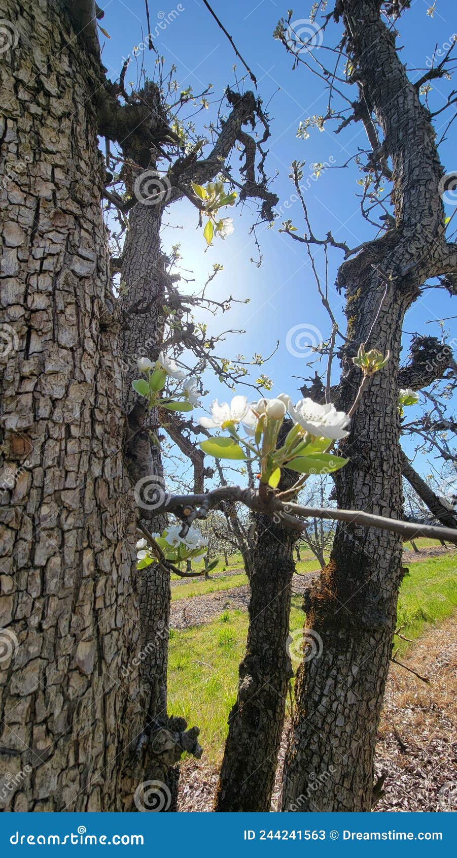 Peekaboo Sunshine Pear Blossom Stock Image - Image of blossom, spring ...