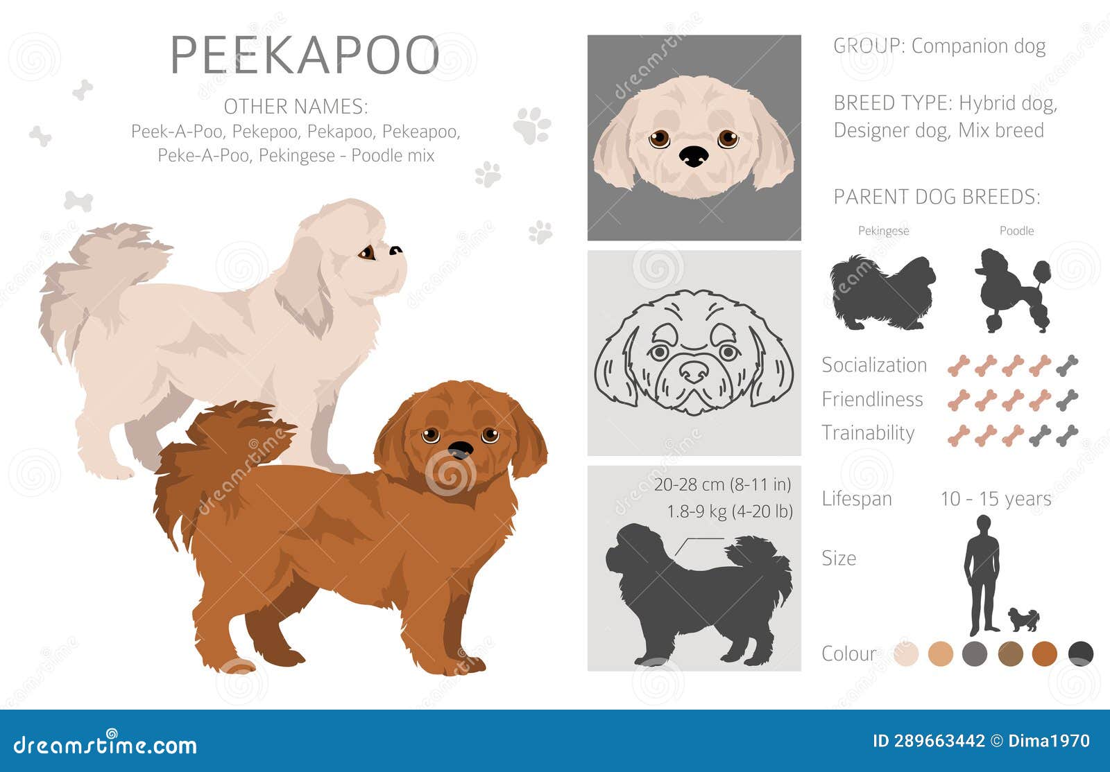 Peekapoo Clipart Stock Illustrations – 13 Peekapoo Clipart Stock Illustrations, Vectors ...