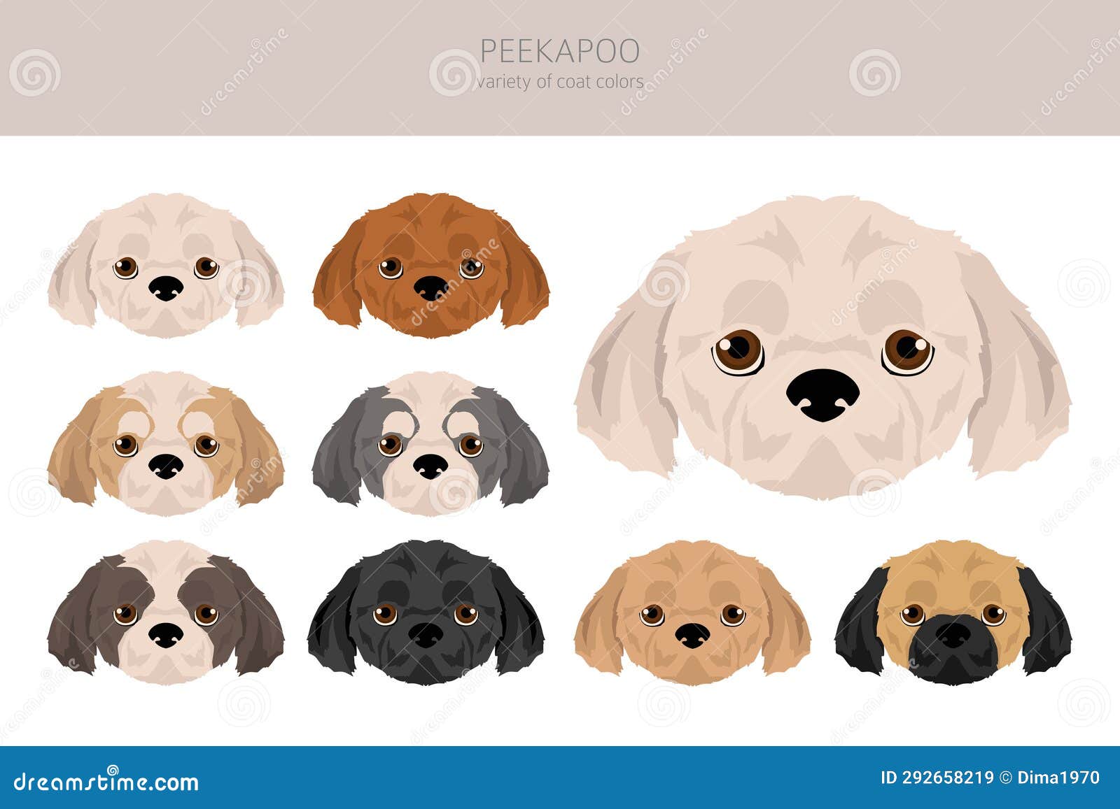 Peekapoo Clipart. Pekingese Poodle Mix Stock Vector - Illustration of ...