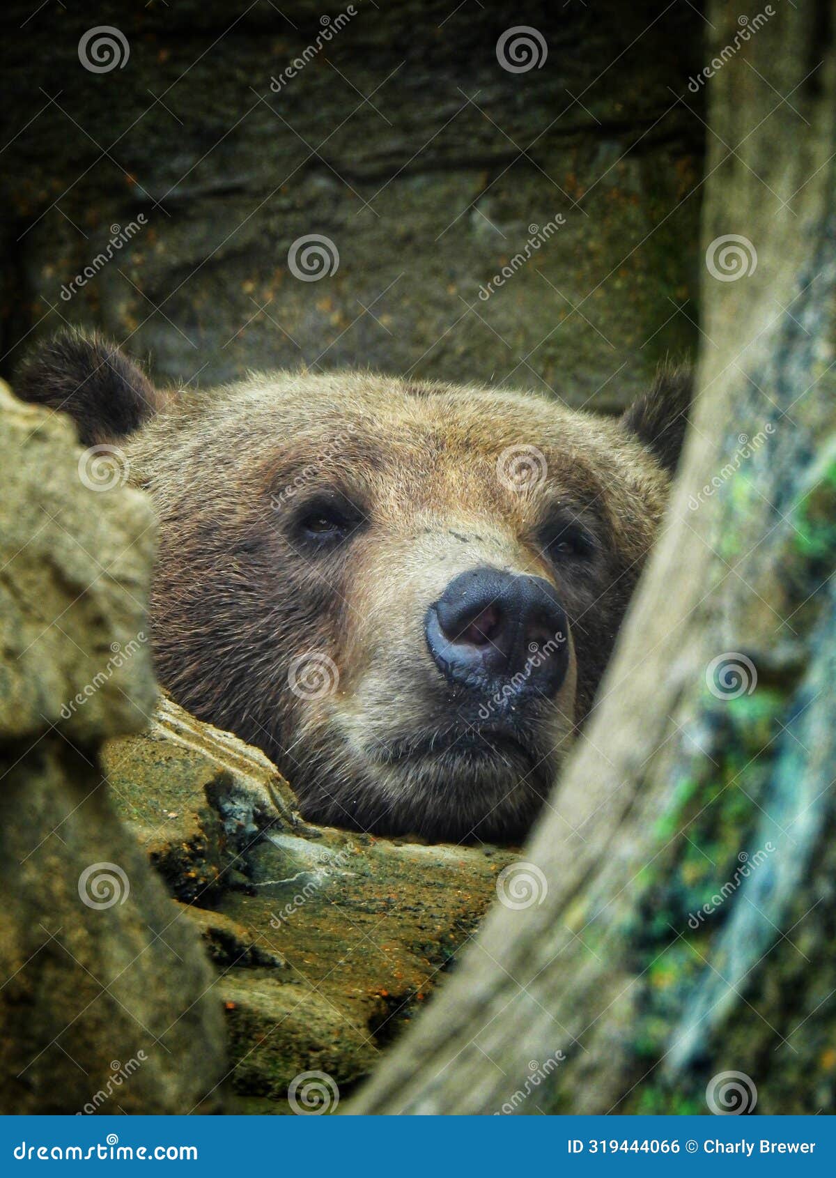 Peeking from Behind a Rock stock photo. Image of rodent - 319444066