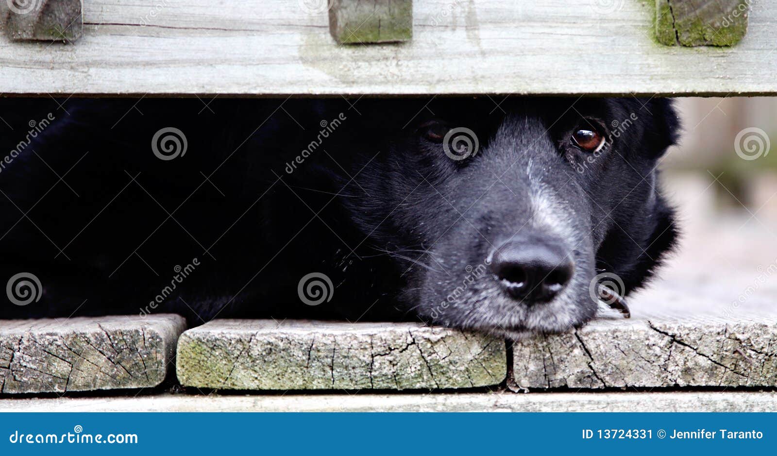 Peeking Dog stock image. Image of outside, white, home - 13724331