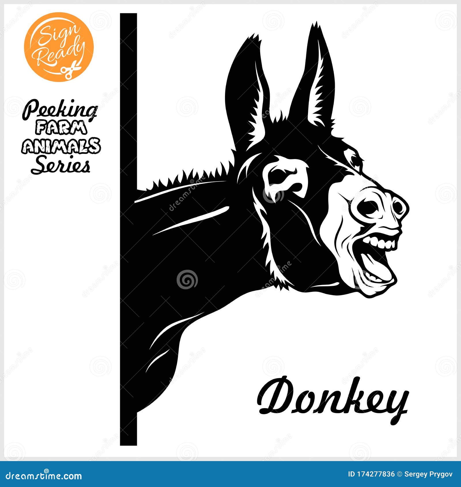 Peeking Donkey - Donkey Screams - Face Head Isolated on White Stock ... Peeking Donkey - Donkey Screams - Face Head Isolated on White Stock ...