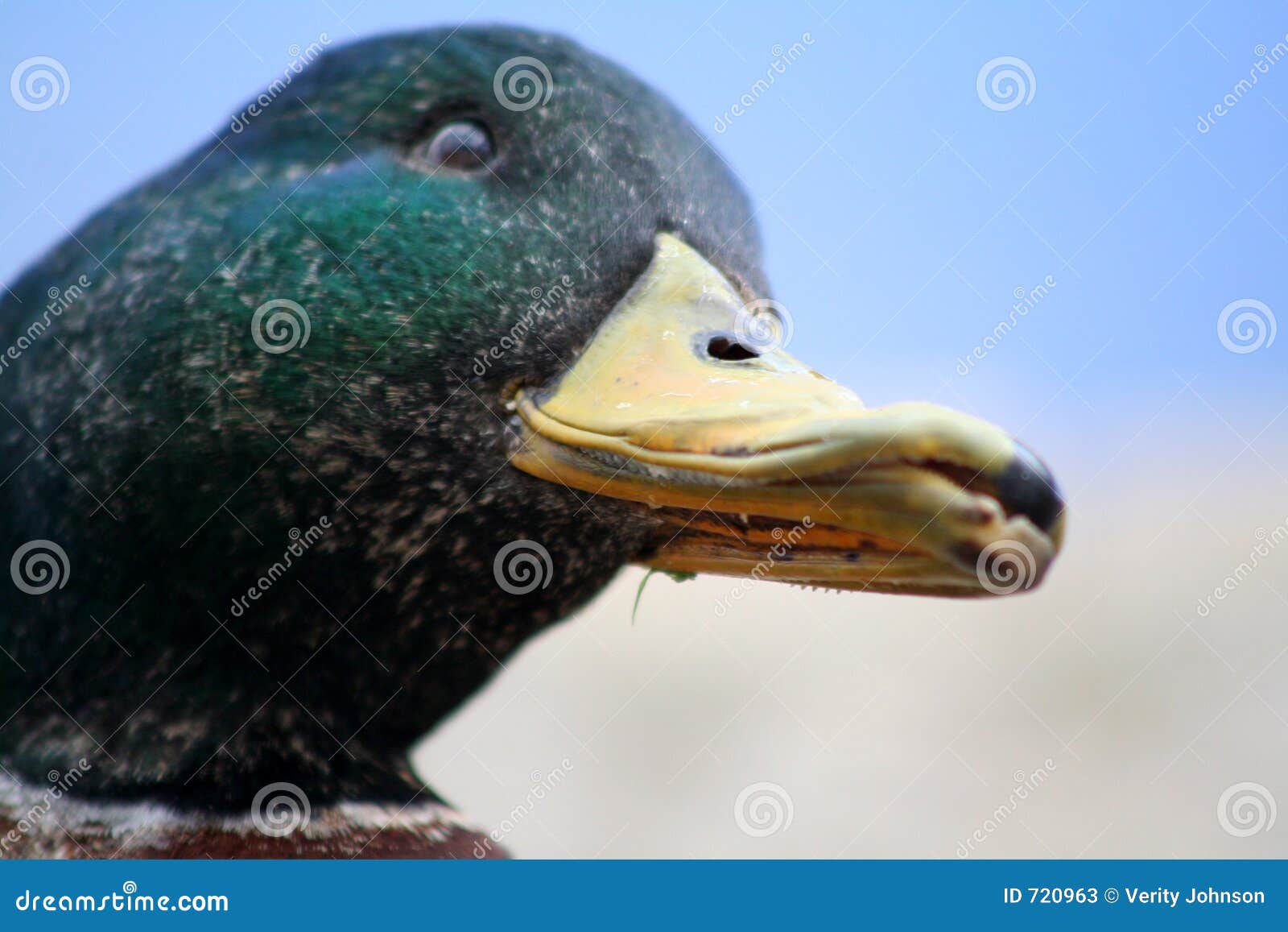 Peeking Duck stock image. Image of nature, drake, waterfowl - 720963