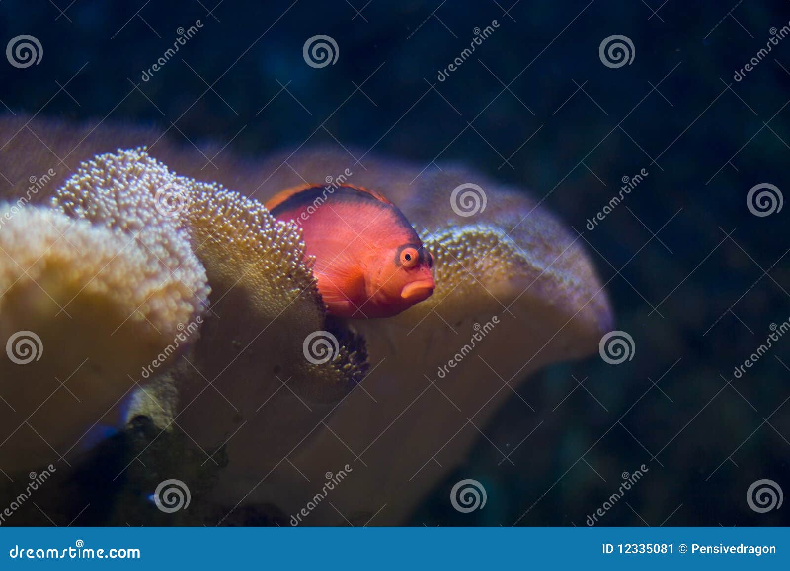 Peeking Fish stock image. Image of peek, fish, ocean - 12335081