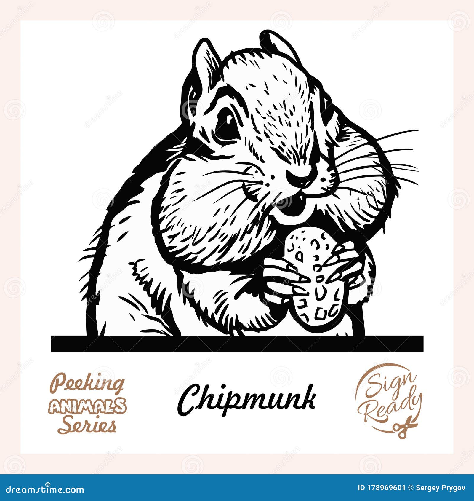 Peeking Friendly Chipmunk - Vector Illustration Isolated on White Stock ...