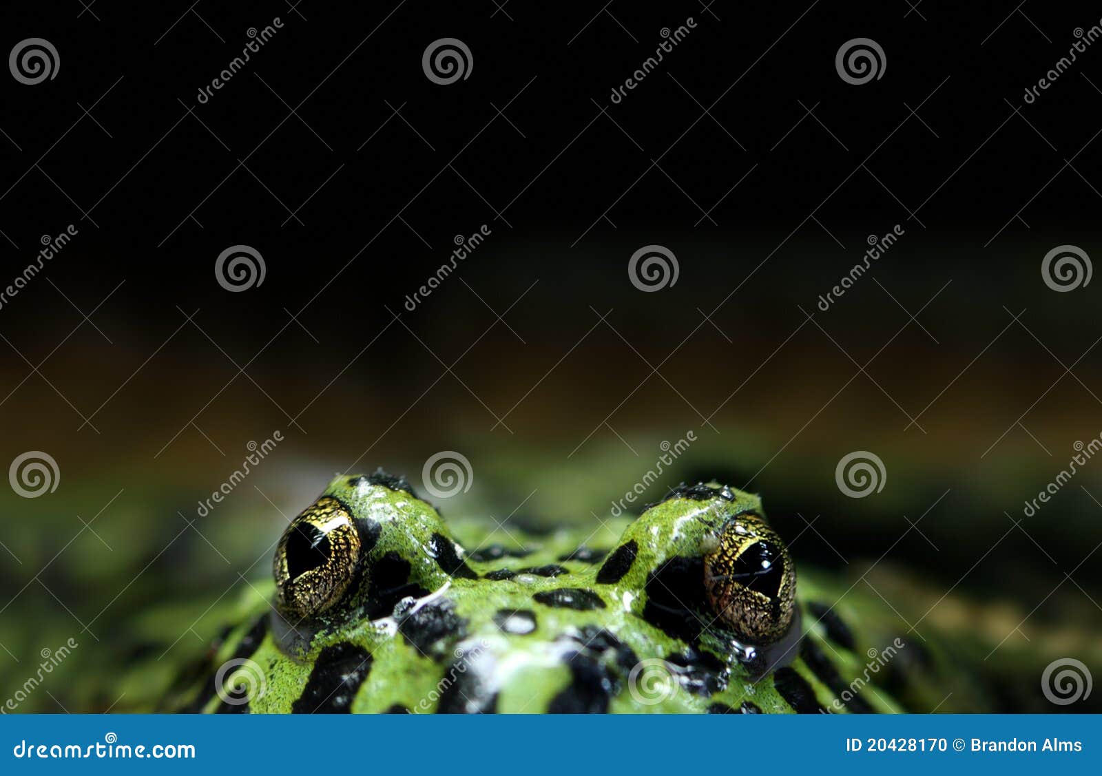 Peeking frog stock photo. Image of china, korea, colorful - 20428170
