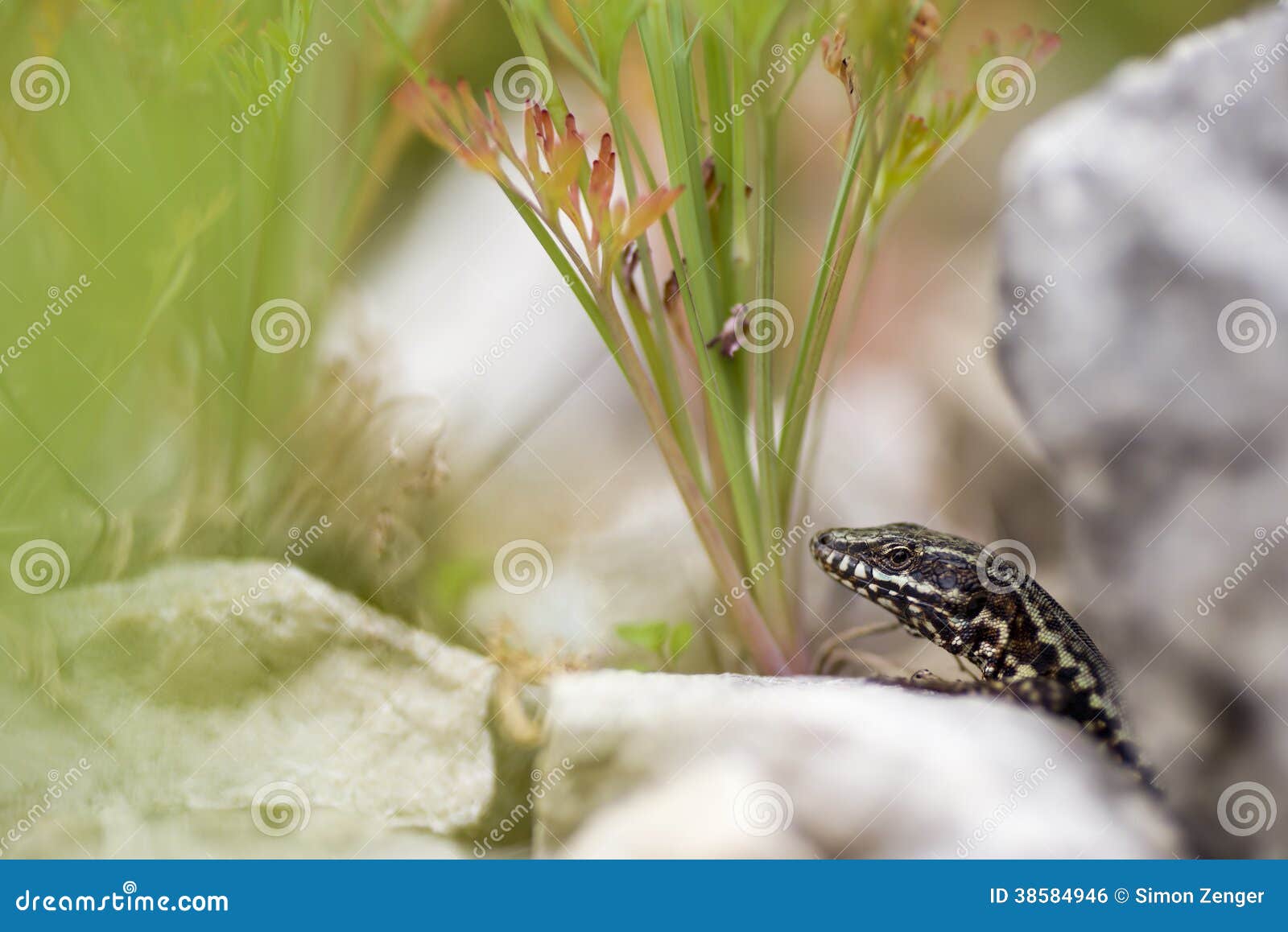 Peeking Lizard stock photo. Image of resting, plant, head - 38584946