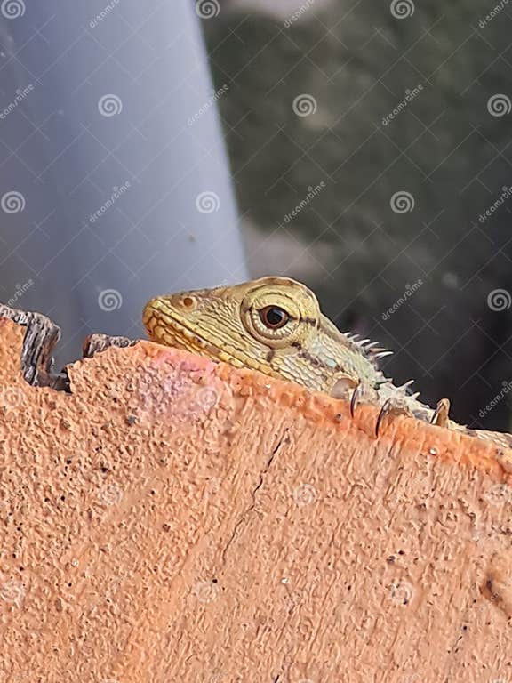 Peeking lizard stock image. Image of peeking, invertebrate - 264428075
