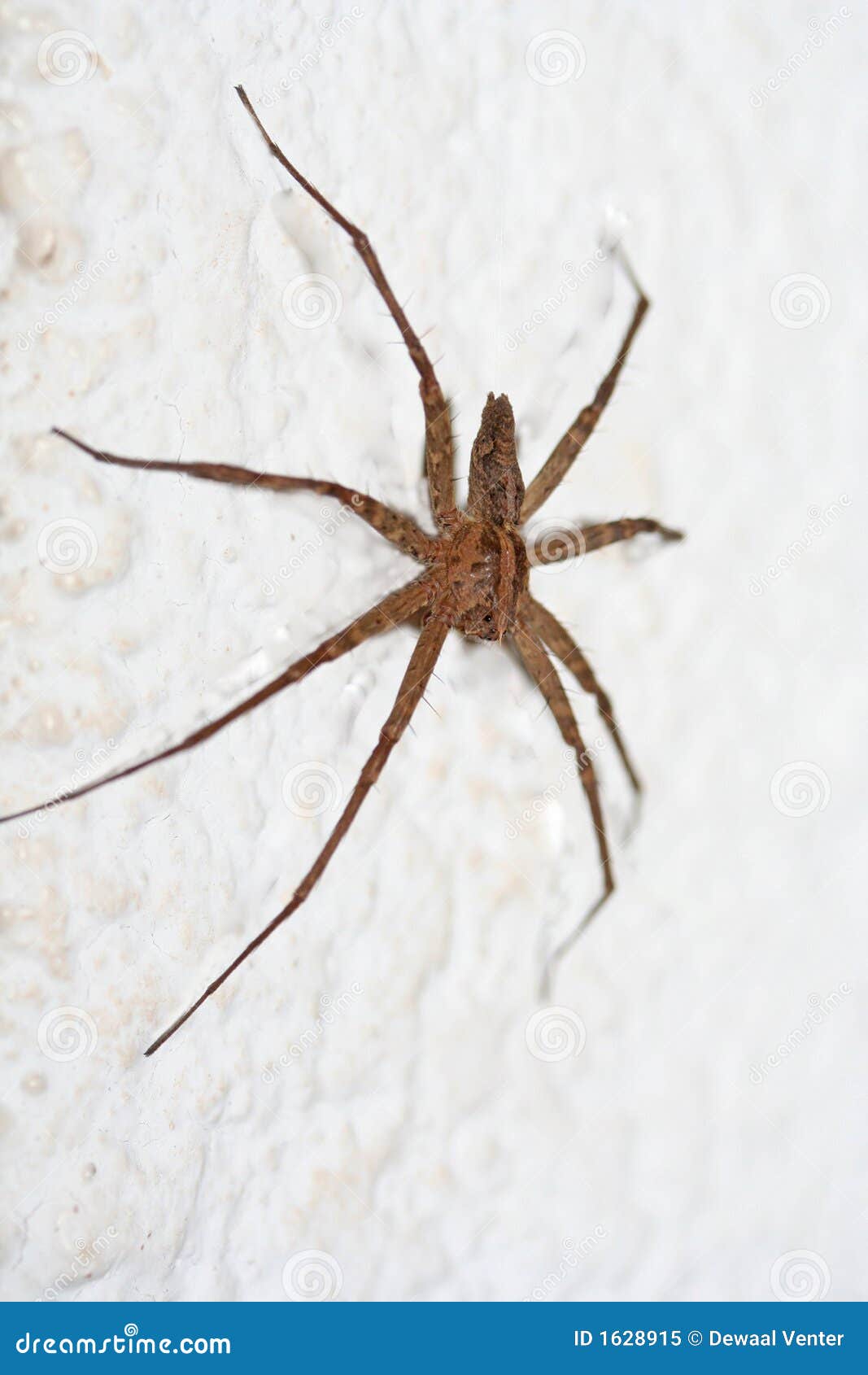 Peeking Spider Picture. Image: 1628915