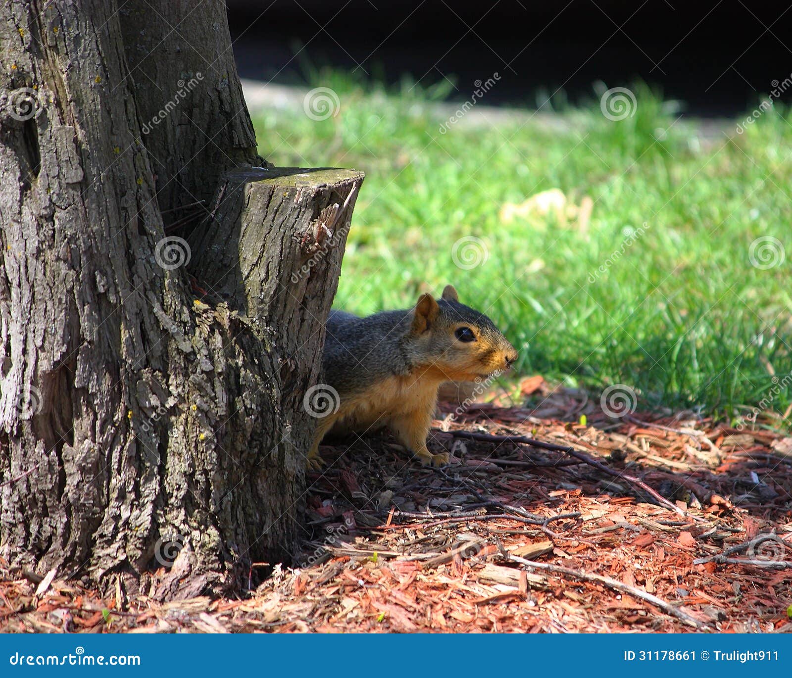 A Peeking Squirrel stock image. Image of natural, rodent - 31178661