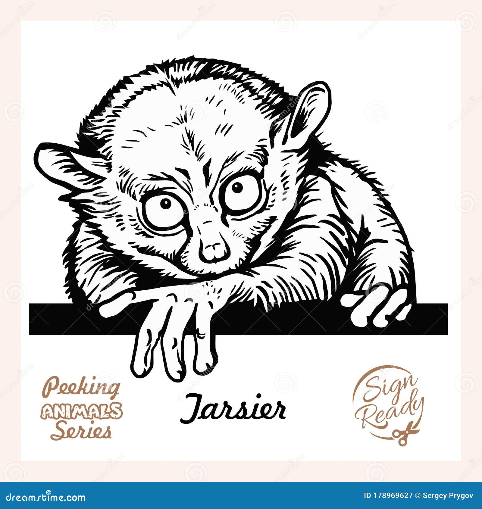 Peeking Tarsier - Vector Illustration Isolated on White Stock Vector ...