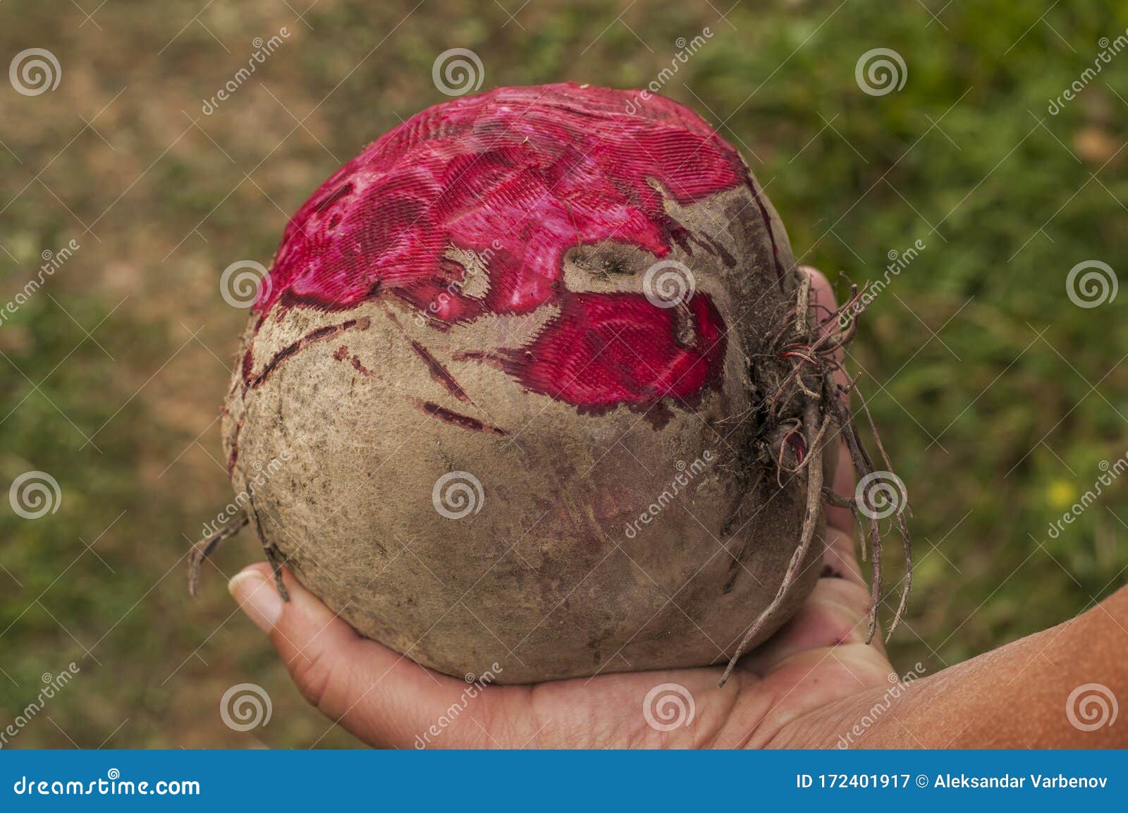 Peeled beetroot closeup stock image. Image of peeled - 172401917