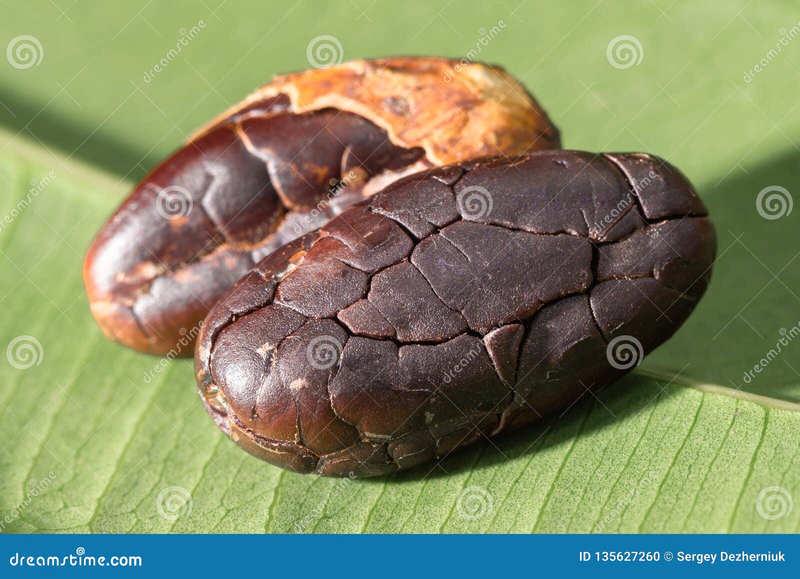Peeled Cocoa Beans on a Green Leaf Stock Photo - Image of delicious ...