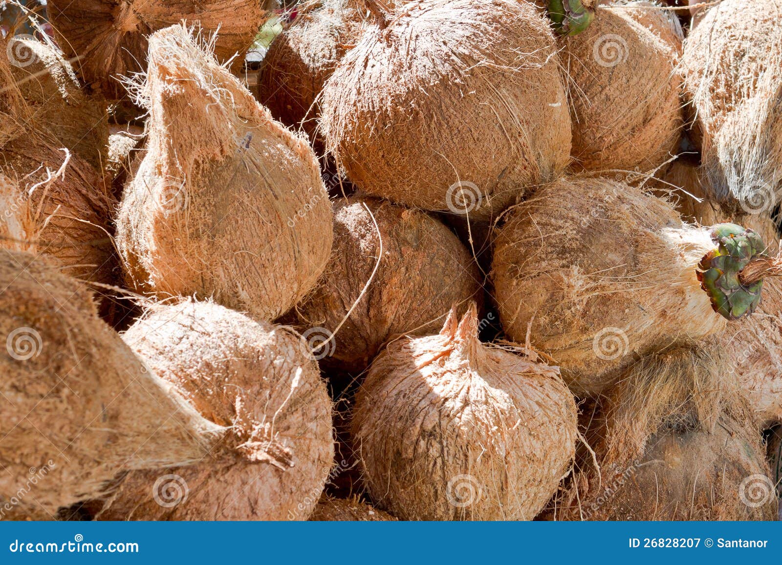 Peeled coconut stock image. Image of palm, fresh, nutrition - 26828207