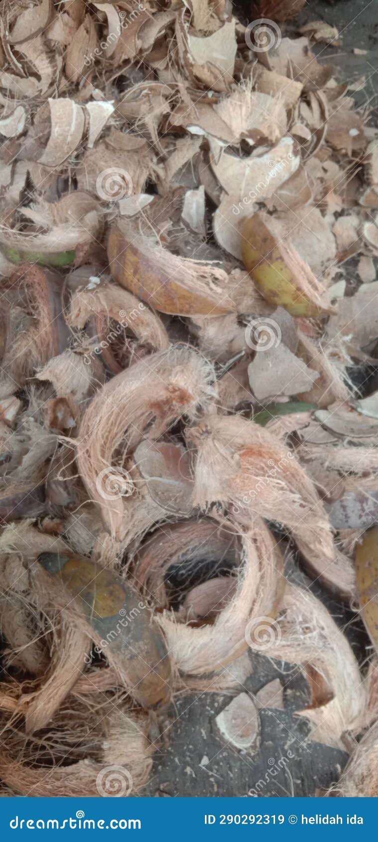 Peeled Coconut Skin is Called Coconut Fiber Stock Image - Image of ...