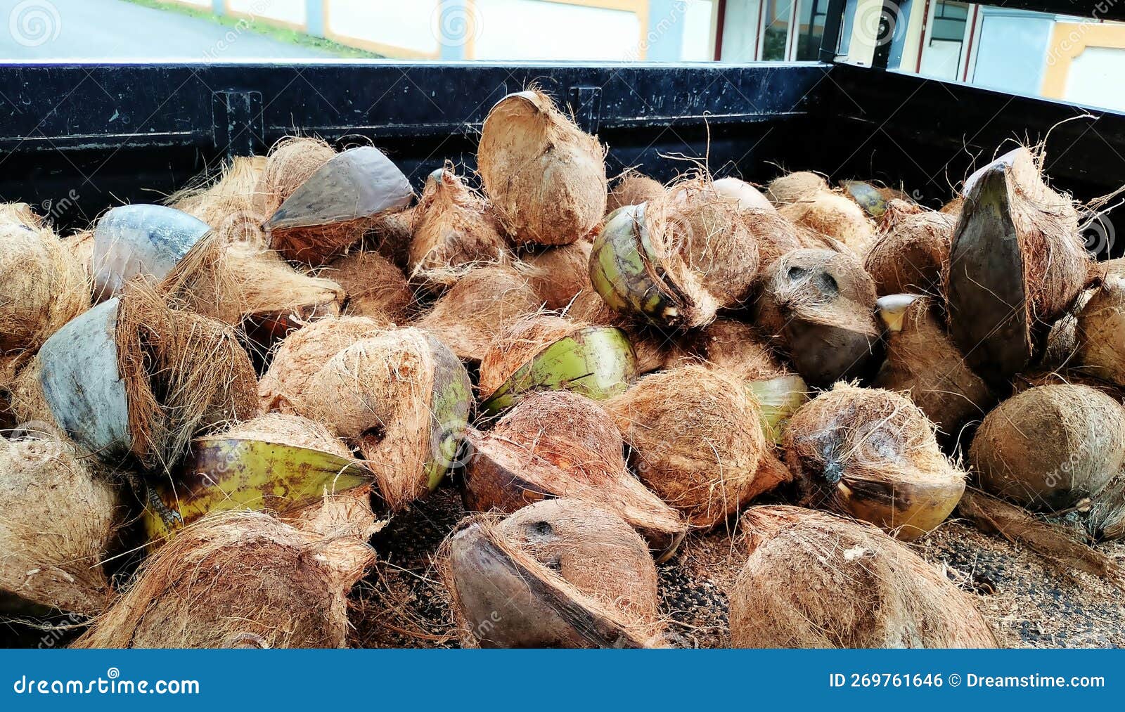 Peeled coconut stock photo. Image of food, baking, agriculture - 269761646