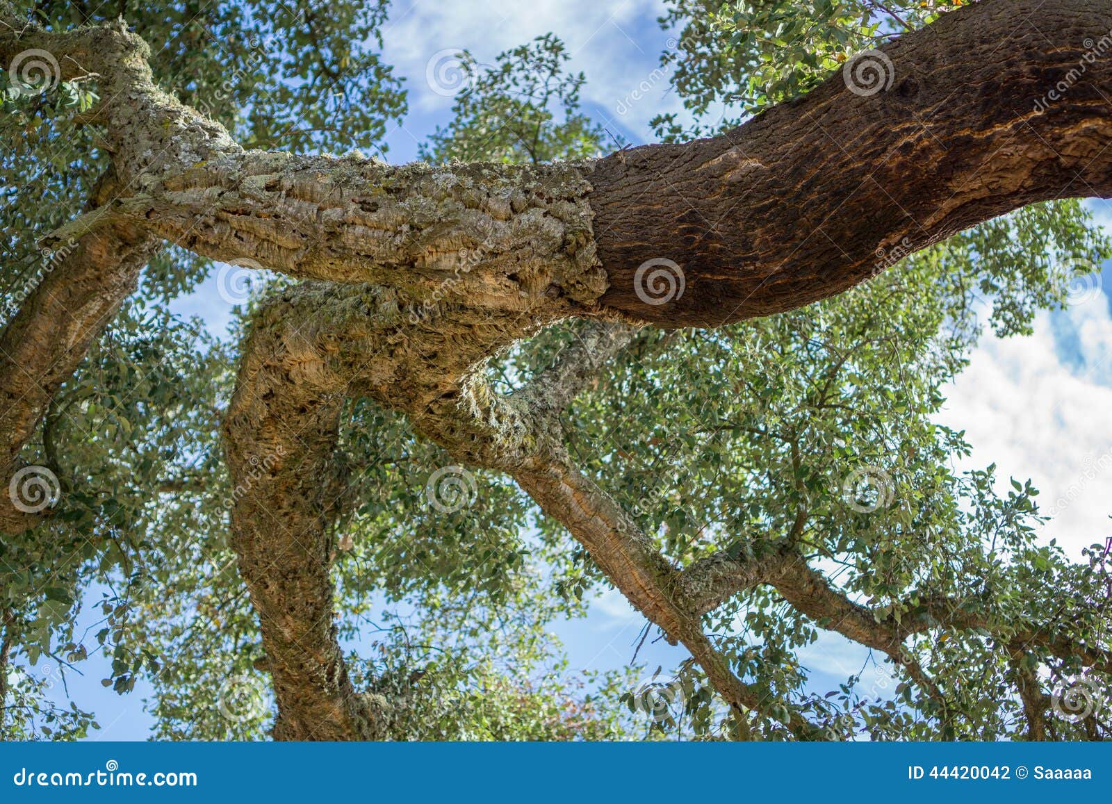 Peeled cork oaks tree stock photo. Image of skin, bark - 44420042