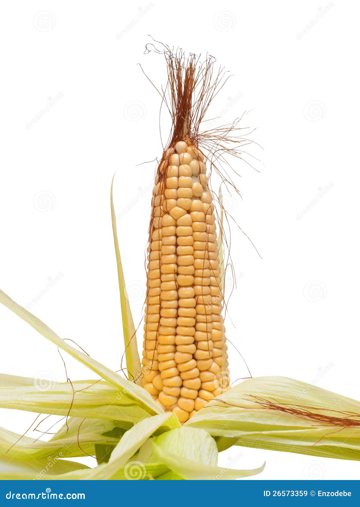 Peeled corn stock image. Image of nutritious, maize, berry - 26573359