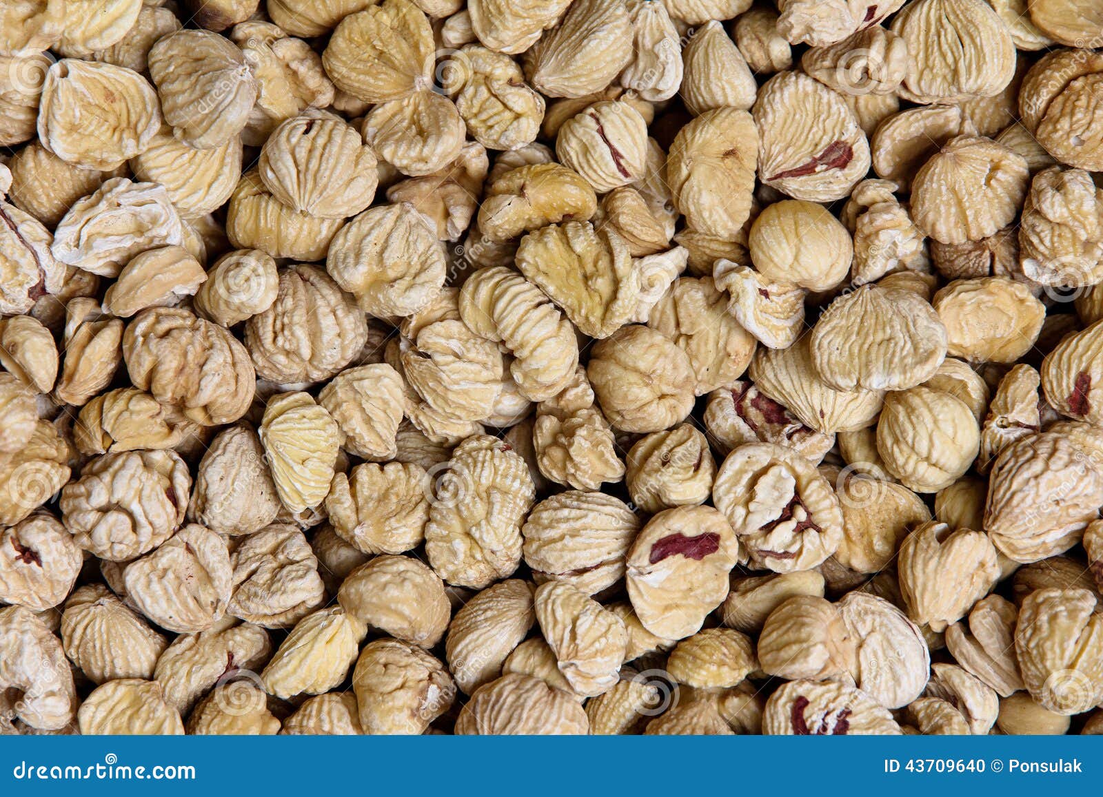 Peeled dried chestnuts stock photo. Image of seed, chestnuts - 43709640