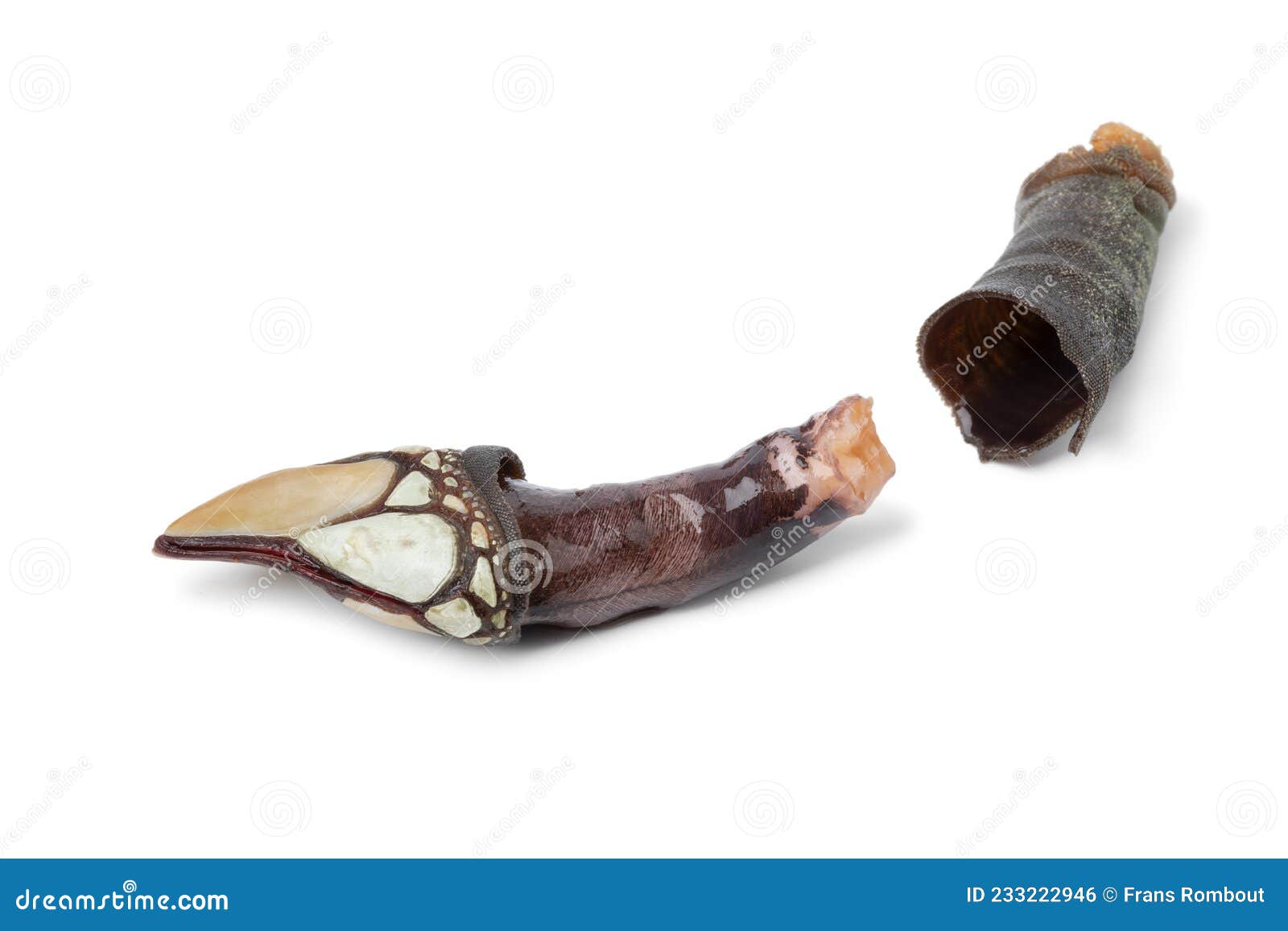 Peeled Fresh Cooked Goose Barnacle on White Background Close Up Stock ...