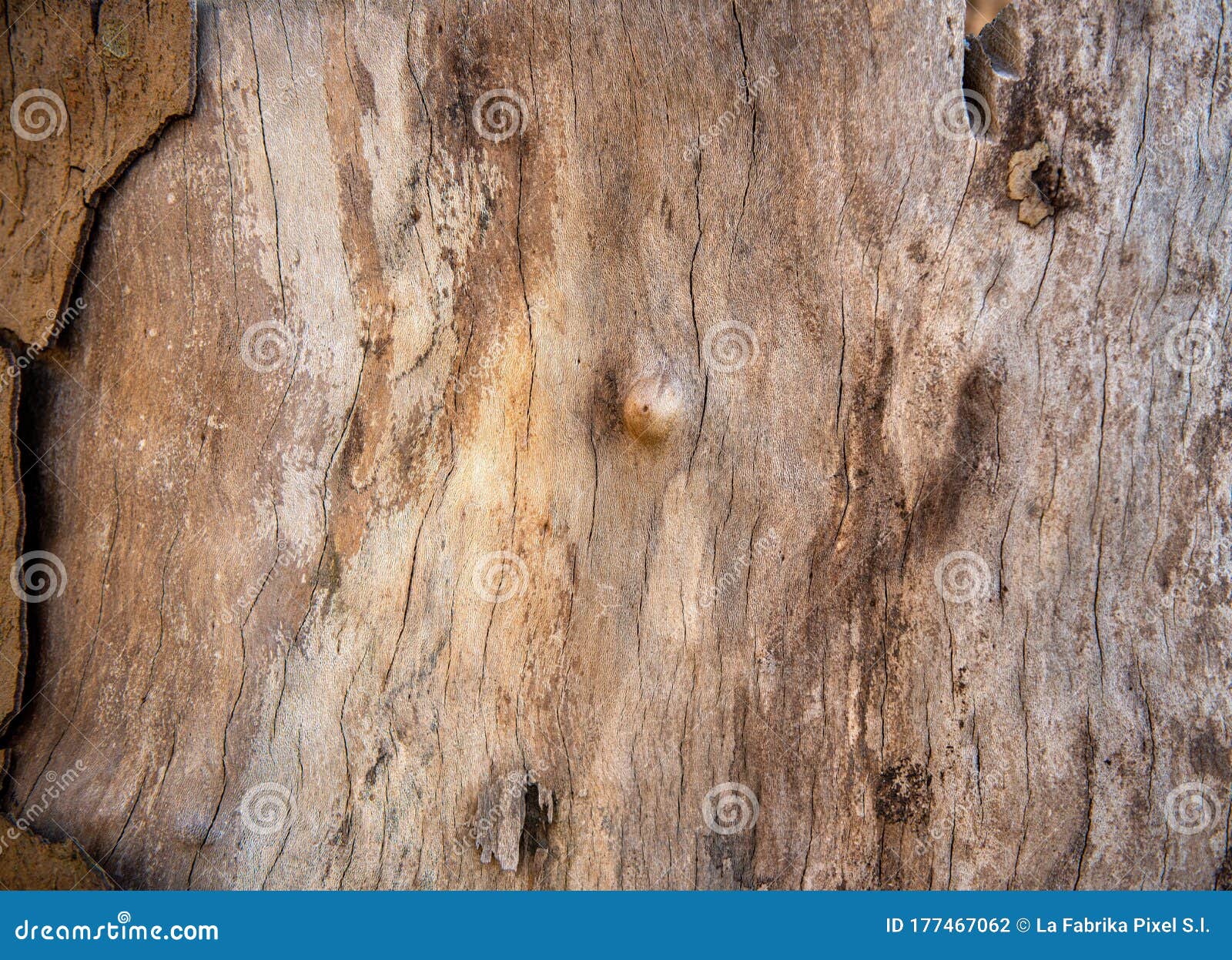 Peeled tree trunk stock photo. Image of bark, crevice - 177467062